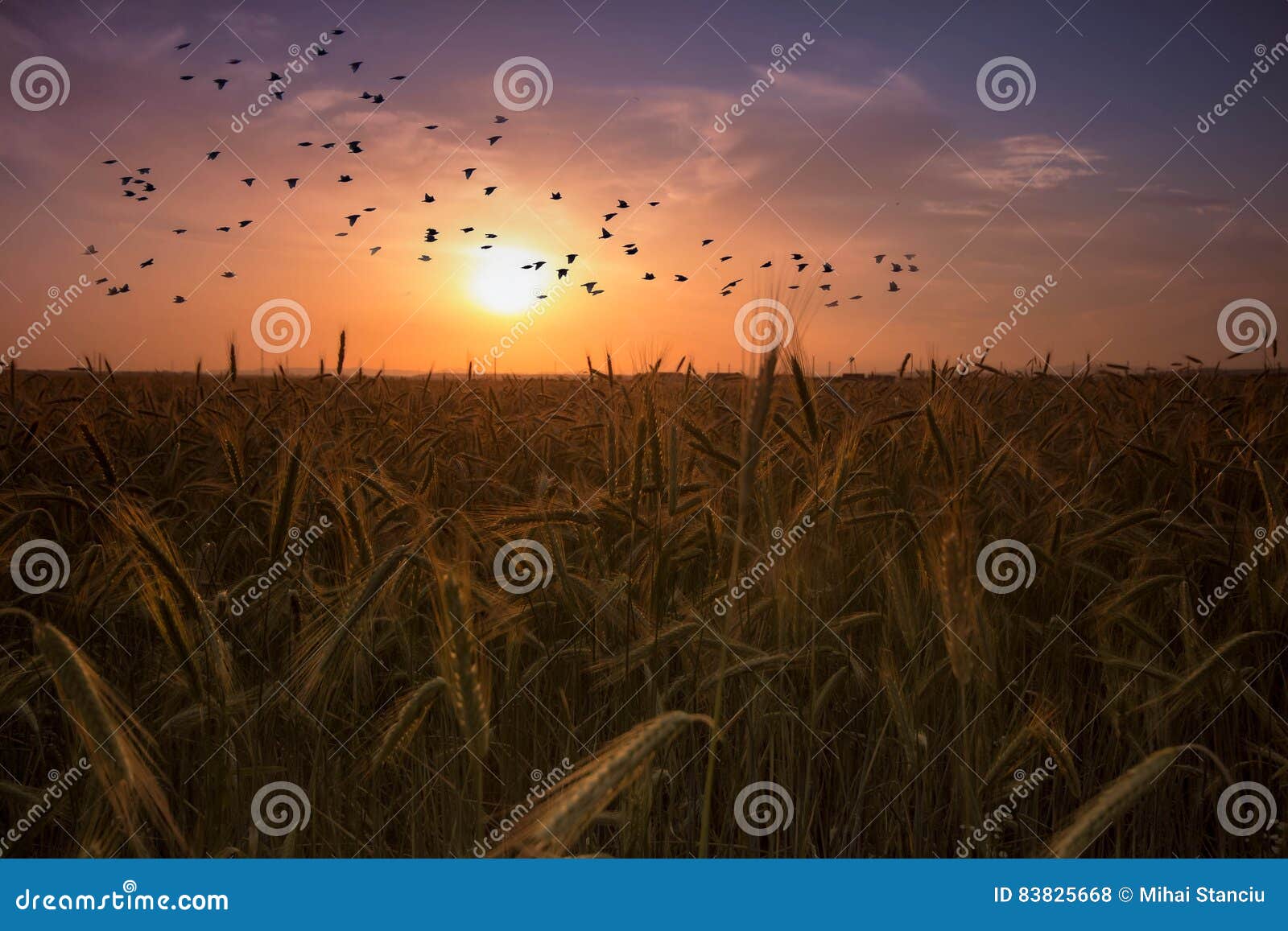 Agricultural Sunset with Birds Flying Stock Photo - Image of intimate ...