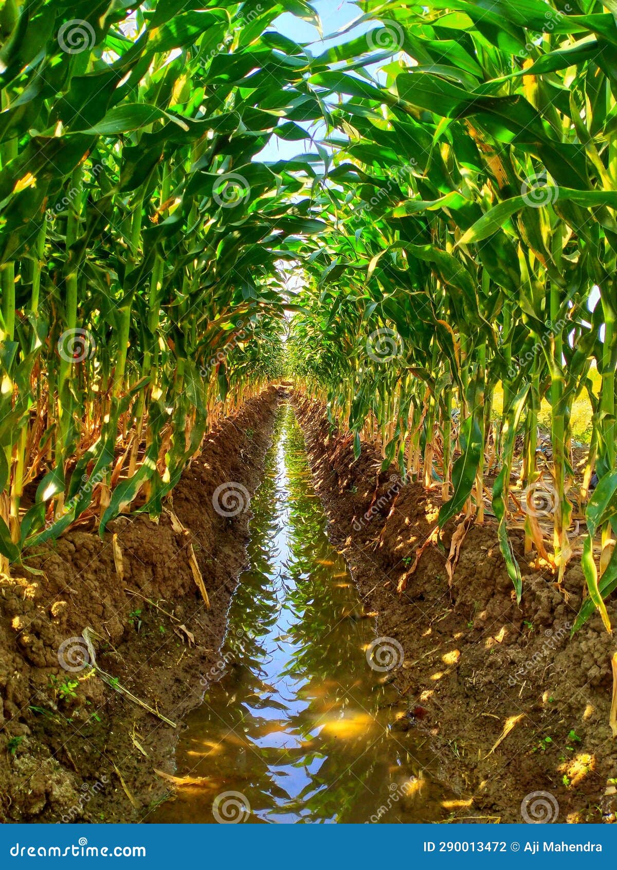 Agricultural System in Irrigation of Corn Stock Photo - Image of nature ...