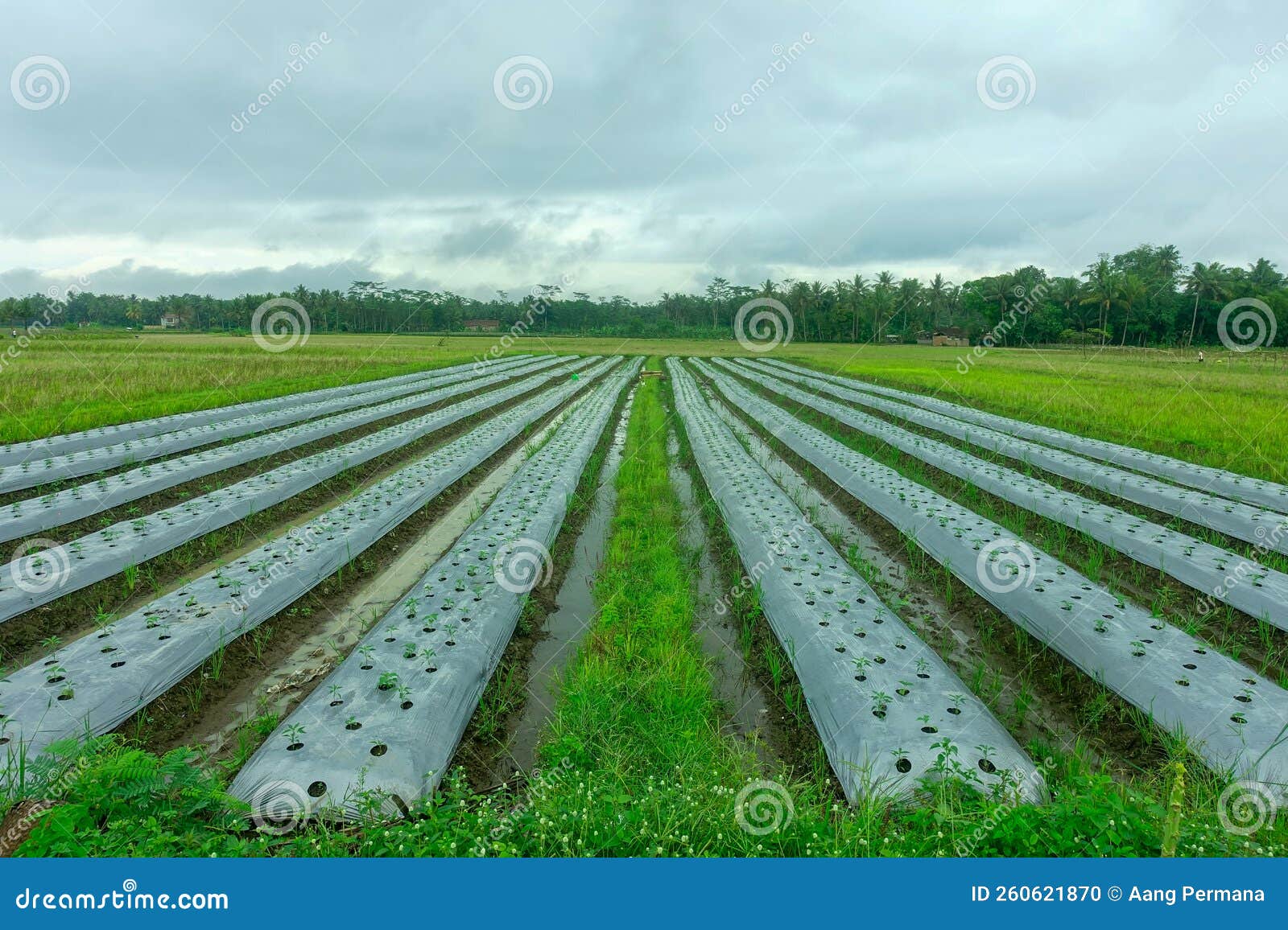 Agricultural Technique of Planting Chili in Magelang Central Java ...