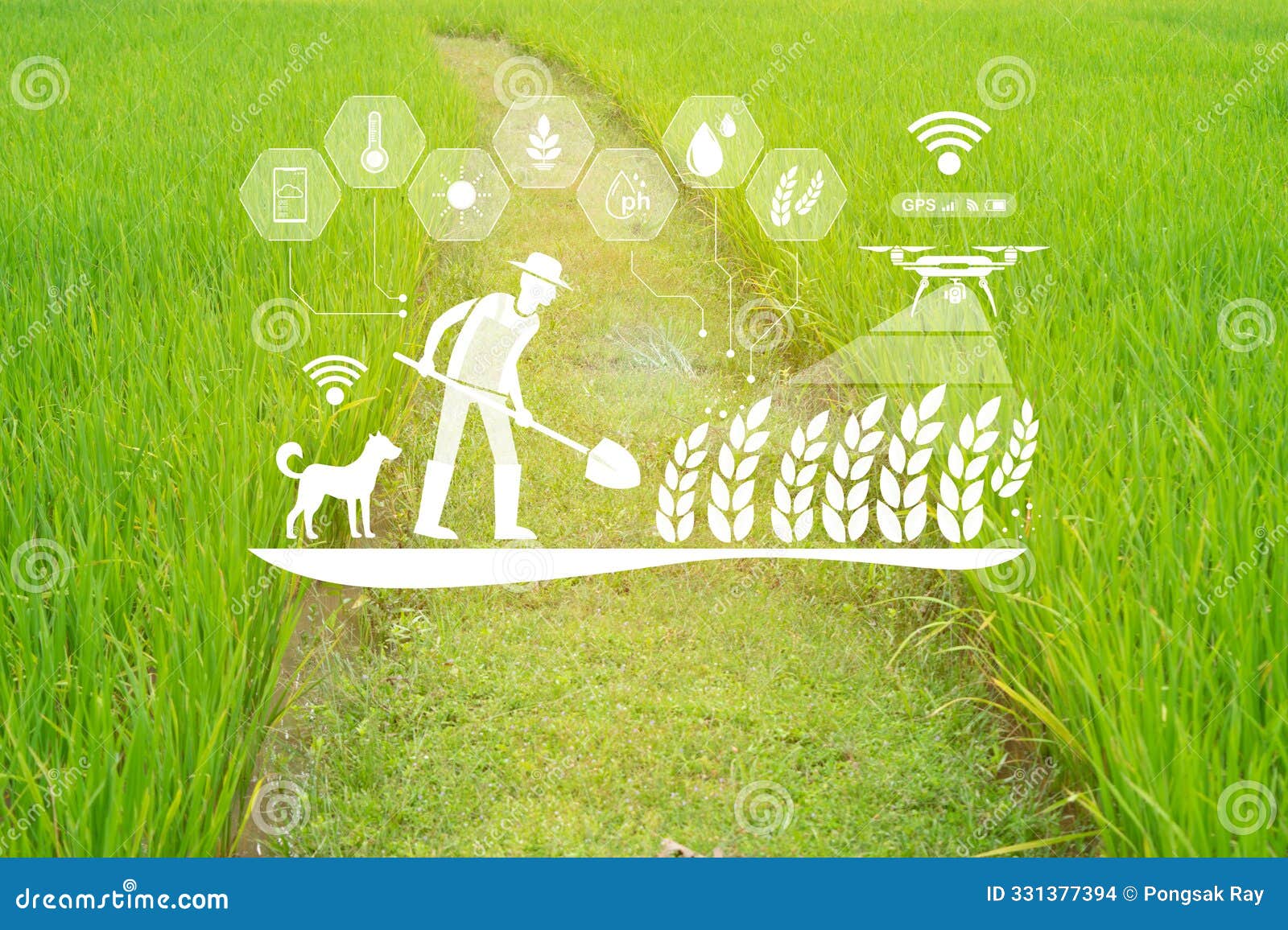 Agricultural Technology Concept Uses Mobile Phones in Agricultural Reading Reports, Combining ...