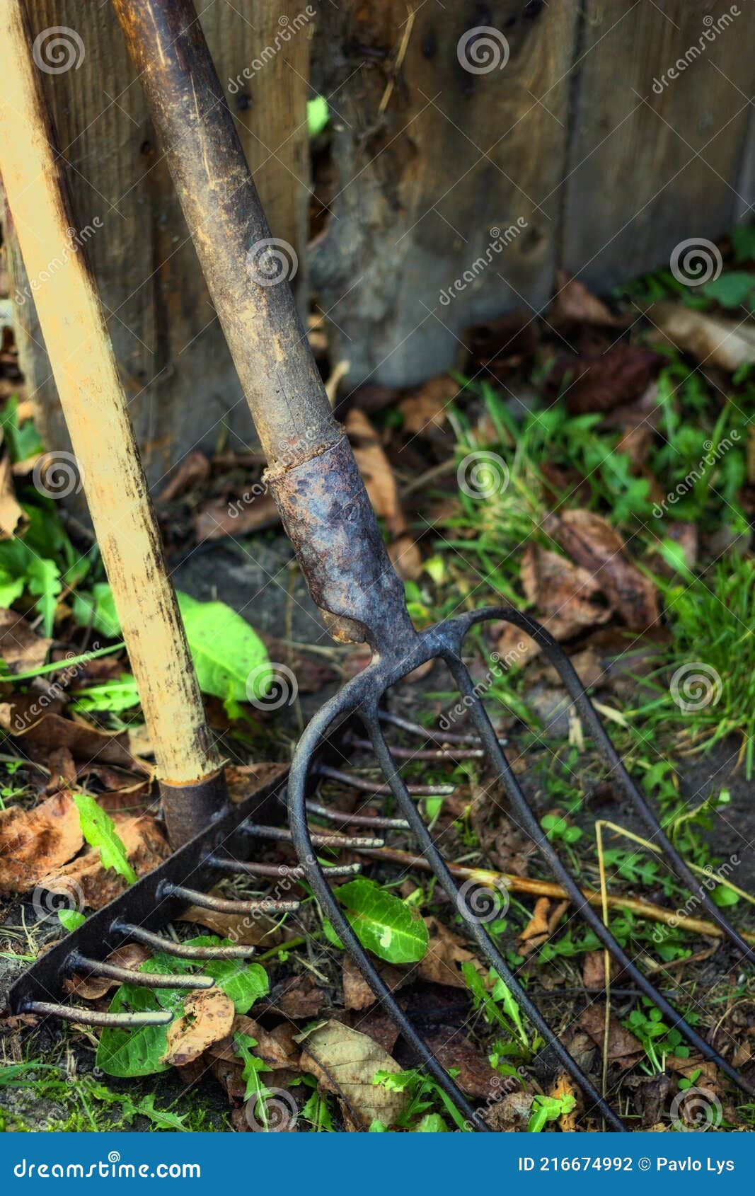 Agricultural Tools Forks and Rakes Stock Photo - Image of isolated ...