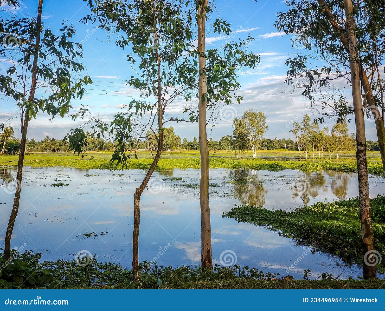 Agricultural Wet Field with Green Trees Stock Photo - Image of trees ...