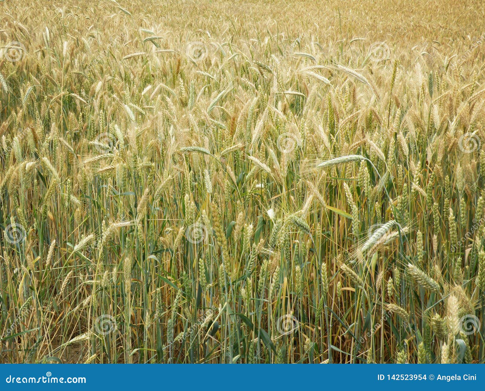 Agricultural Wheat Field at Spring Stock Photo - Image of season ...