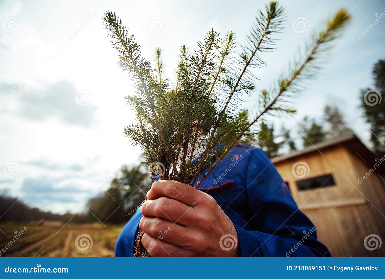 An Agricultural Worker Plants Tree Seedlings Stock Image - Image of ...