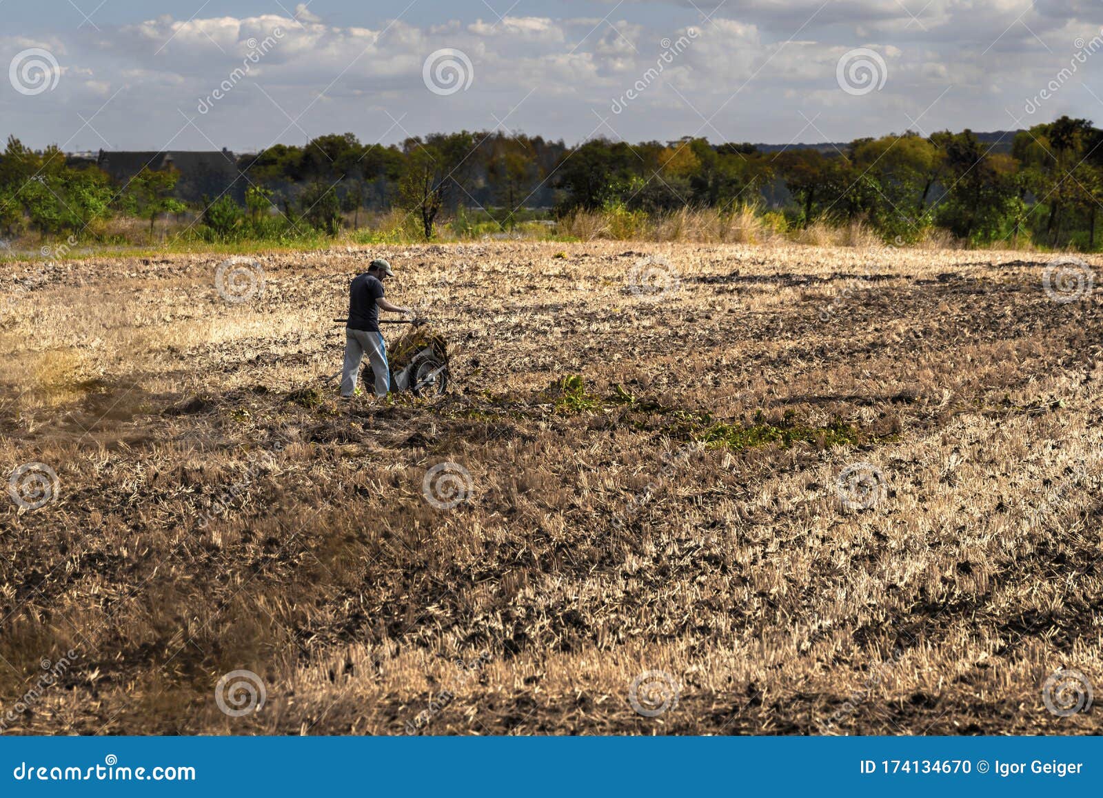 Agricultural Worker Spreads Manure on a Field with a Pitchfork Stock ...