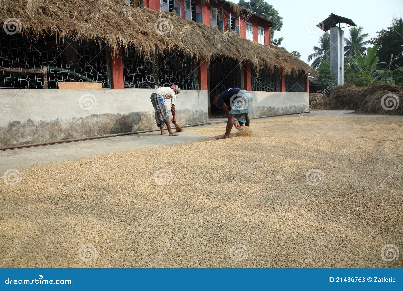 Agricultural Workers Drying Rice Editorial Stock Photo - Image of ...