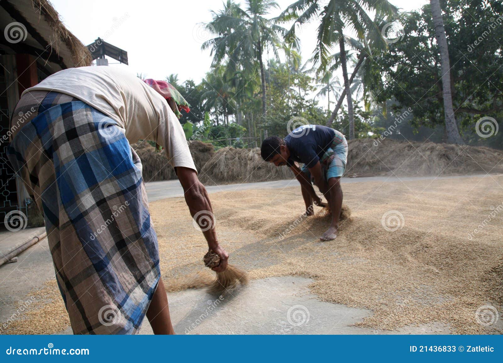 Agricultural Workers Drying Rice Editorial Stock Photo - Image of farm ...