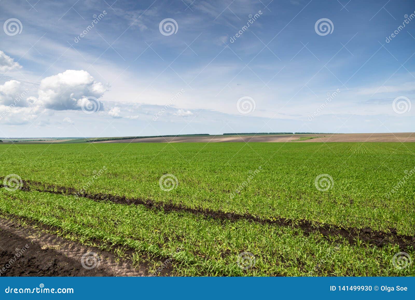 Young Green Wheat Growing in Soil Stock Photo - Image of cereal ...