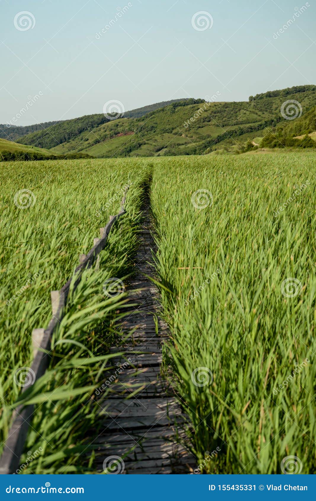 Reed land with a wood path stock image. Image of land - 155435331
