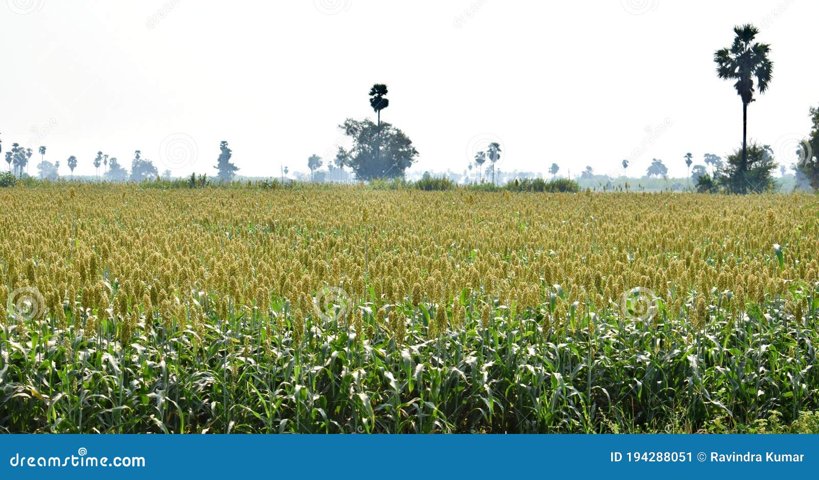 Agriculture Cultivation of Crops Stock Image - Image of plantation ...