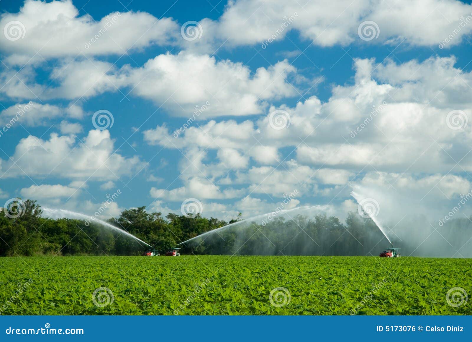 Irrigating crops in field stock photo. Image of lush, plants - 5173076