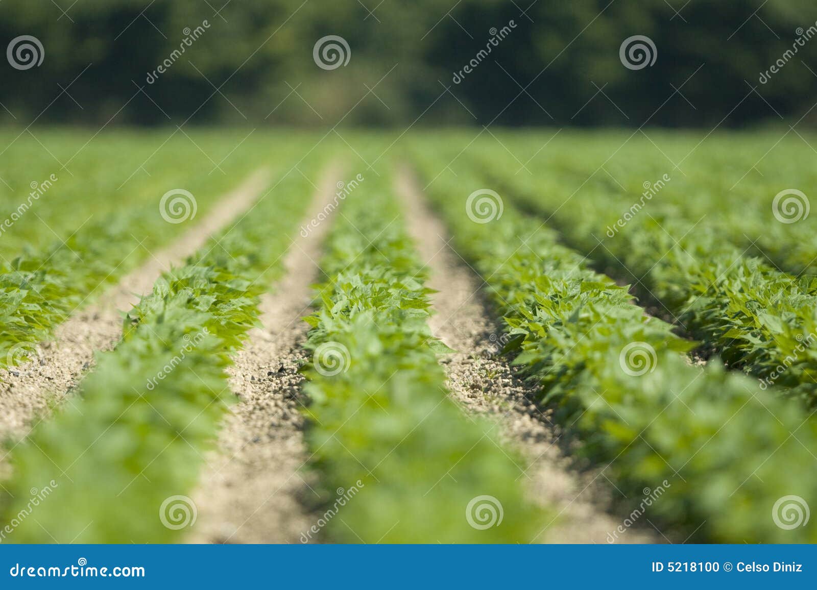 Neat Rows of New Green Plants Stock Photo - Image of plants, spring ...