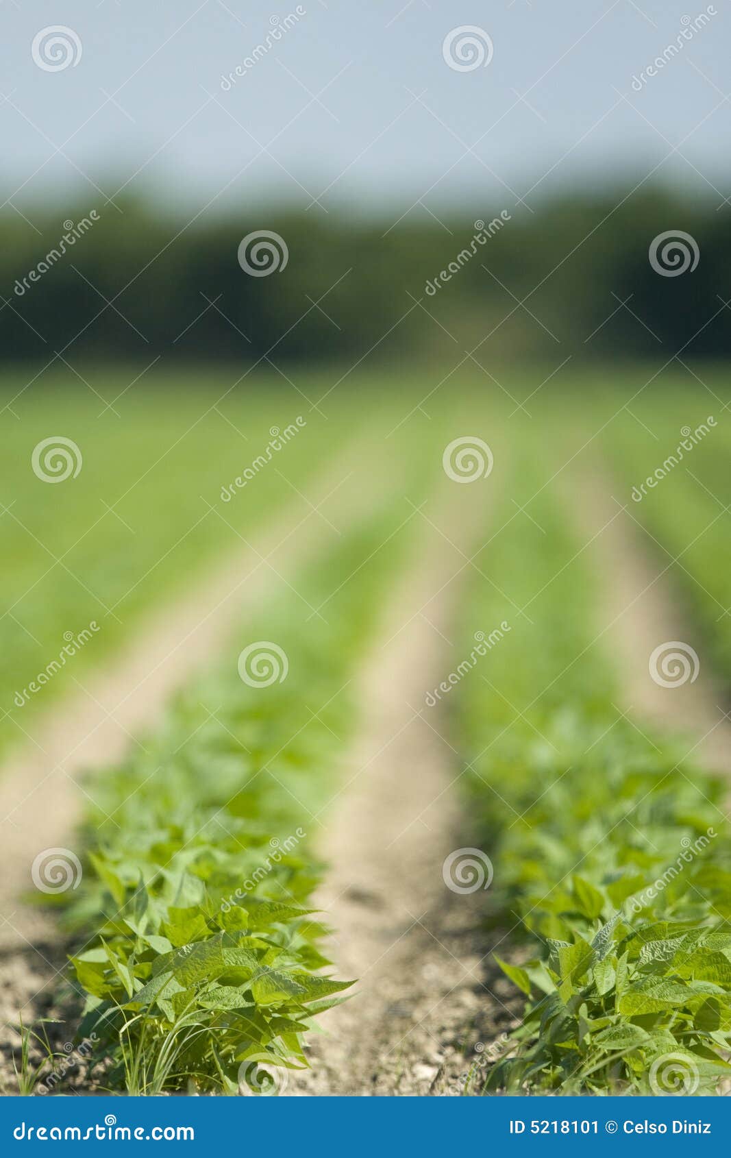 Rows of Leafy Spring Crops stock image. Image of farmland - 5218101