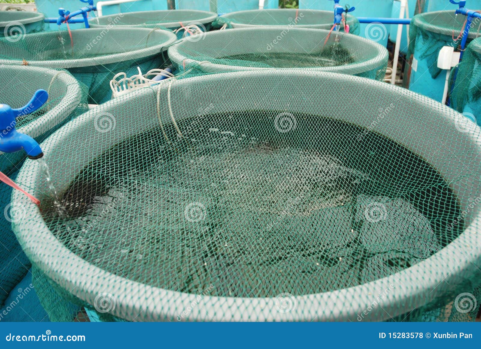 Agriculture Aquaculture Farm Stock Photo - Image of chinese, food: 15283578