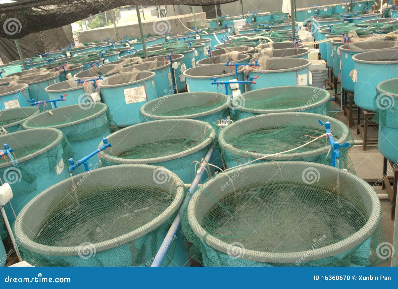 Agriculture Aquaculture Farm Stock Photo - Image of fresh, agriculture ...