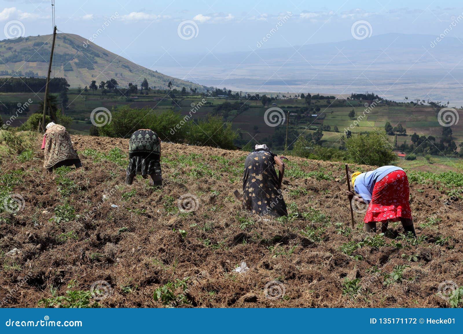 Agriculture and Arable Farming in Kenya Stock Photo - Image of plant ...