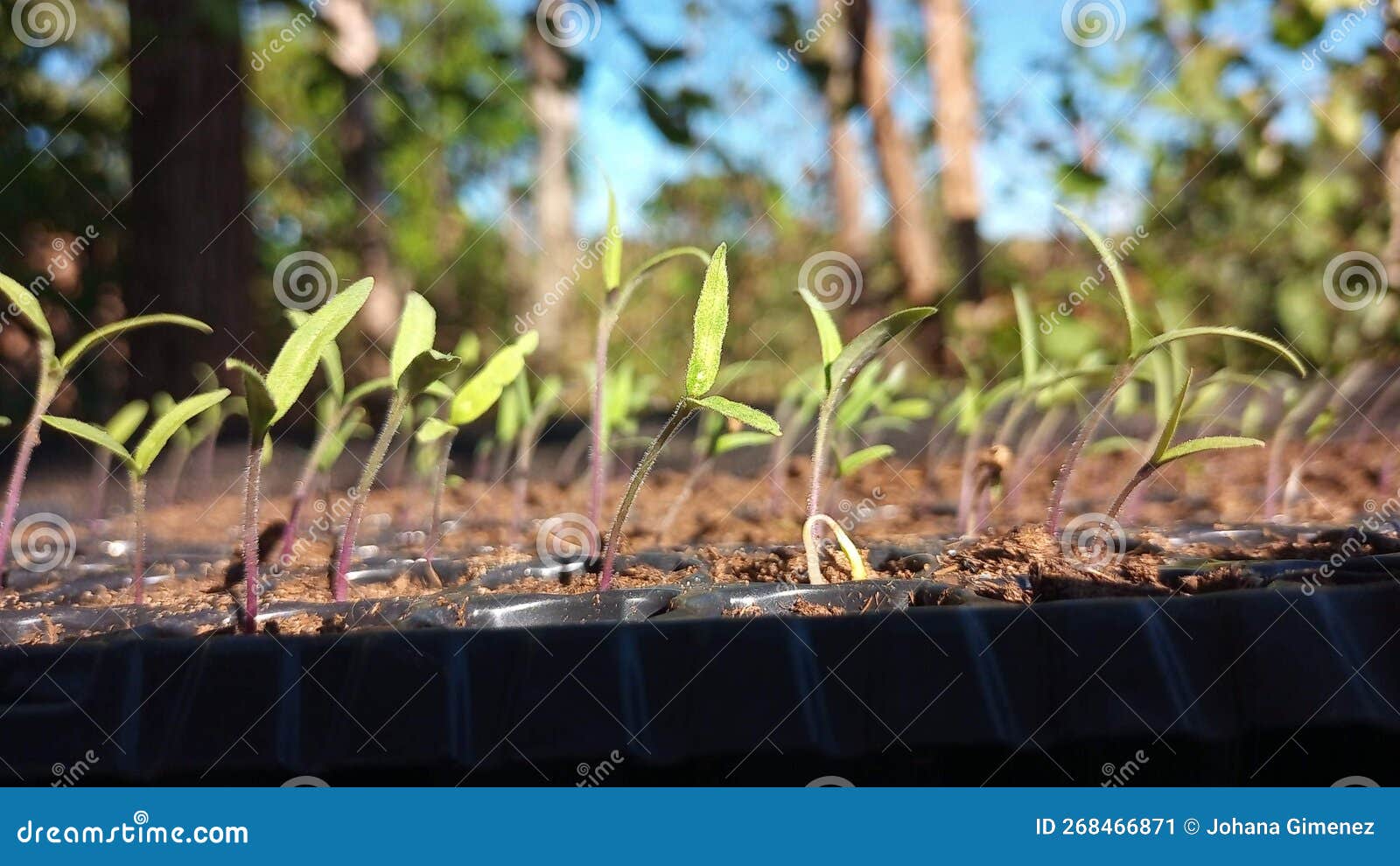 Agriculture is the Art that Occurs through the Representation of Life ...