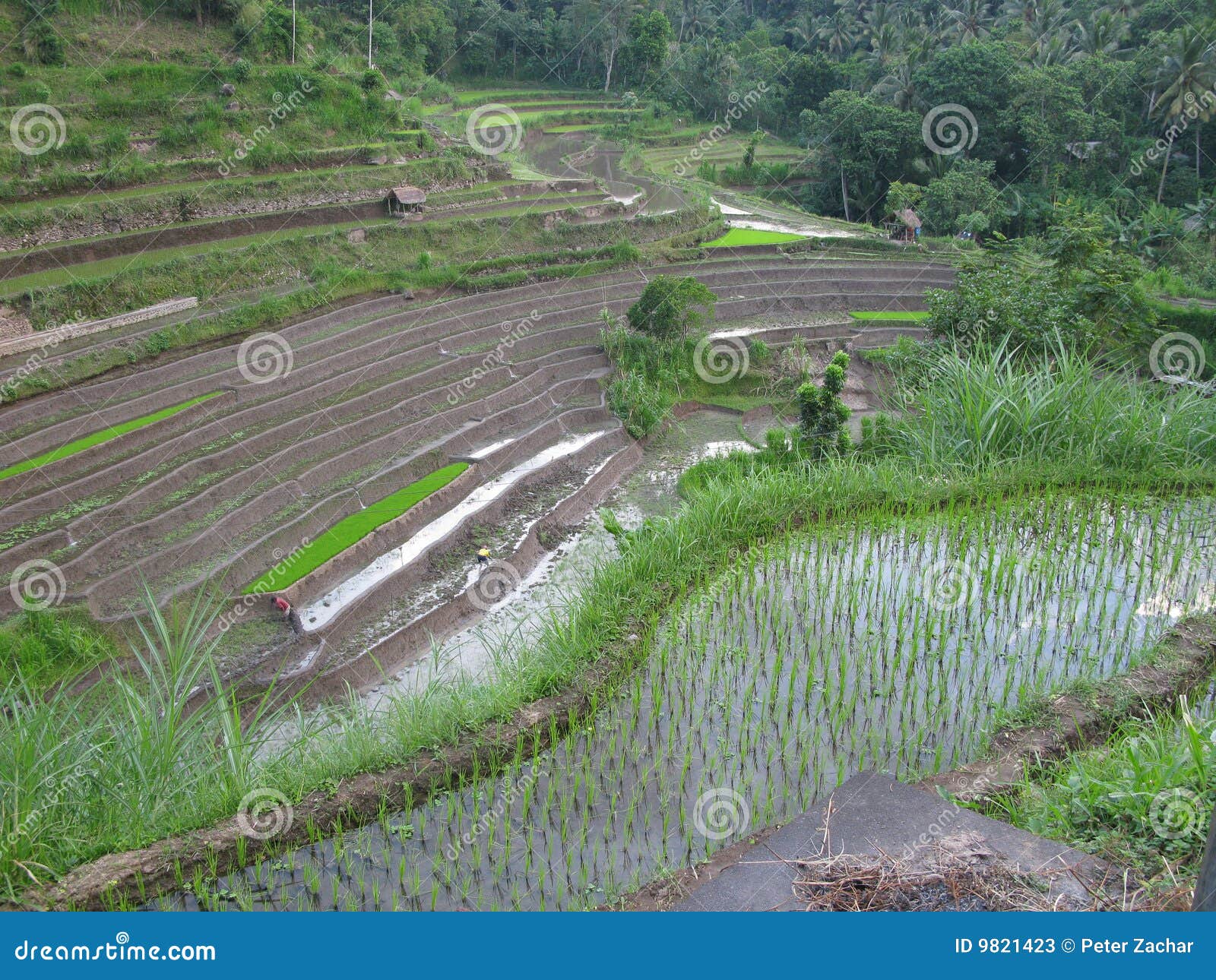 Agriculture in Asia, Rice Fields Stock Image - Image of travel, java ...