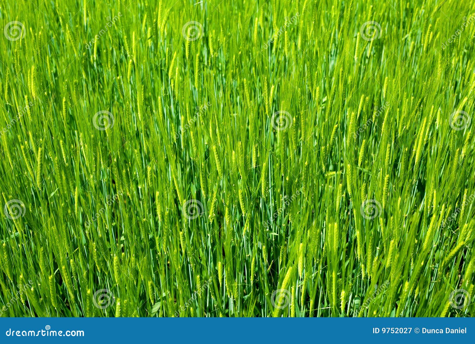 Agriculture Background - Green Fresh Grain Stock Image - Image of ...