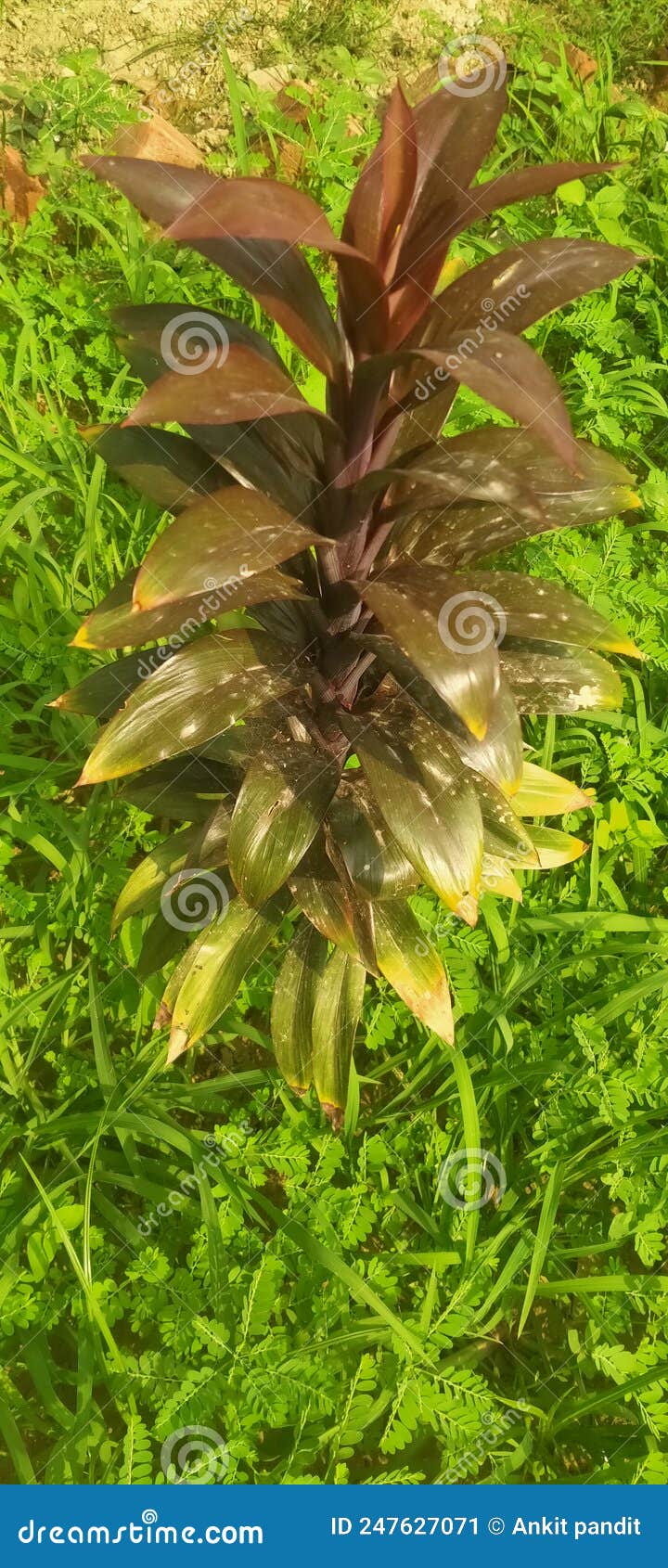 Beautiful Paudha Stock Photos - Free & Royalty-Free Stock Photos from ...