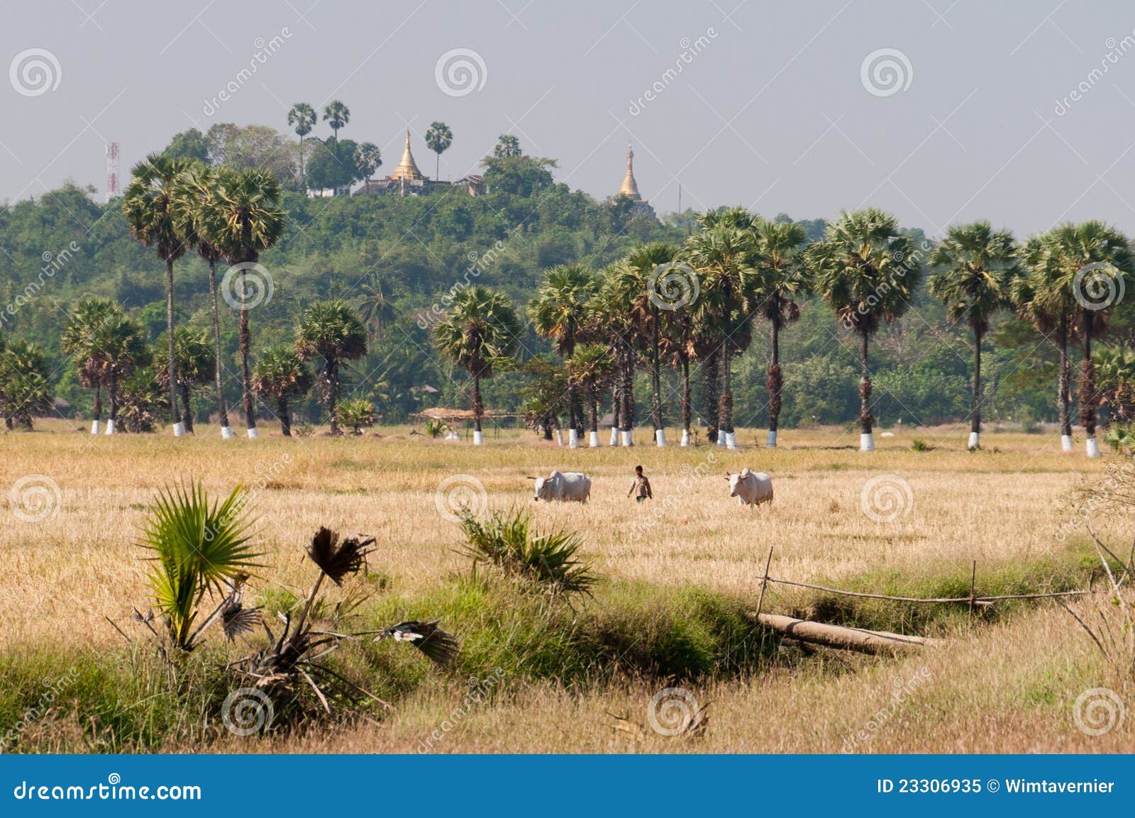 Chaungzon Pagoda, Bilu Island, Myanmar Stock Image | CartoonDealer.com ...