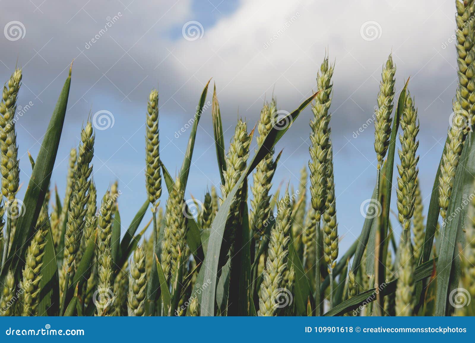 Agriculture, Blur, Close-up Picture. Image: 109901618