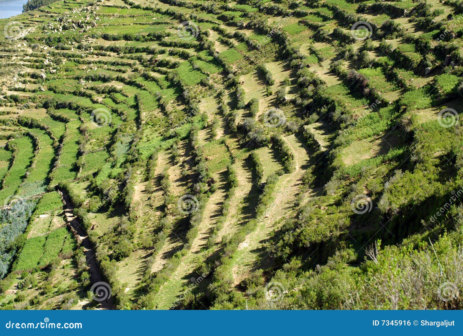 Agriculture in Bolivia stock photo. Image of titicaca - 7345916