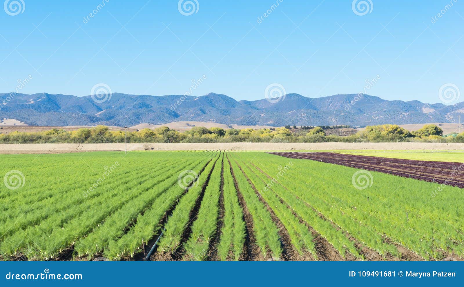 Agriculture california stock image. Image of rural, irrigation - 109491681