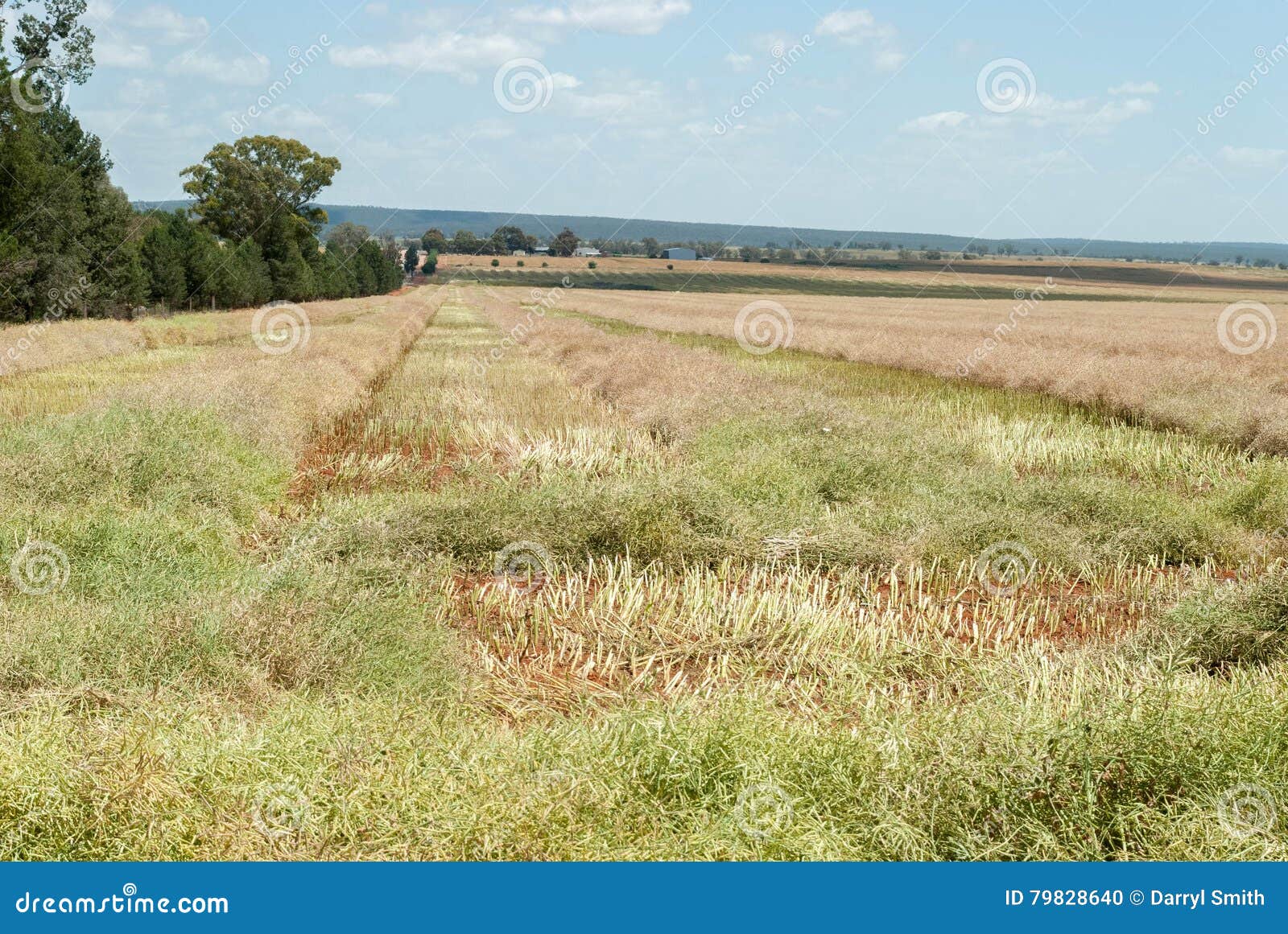 Agriculture stock photo. Image of ripening, plant, nature - 79828640