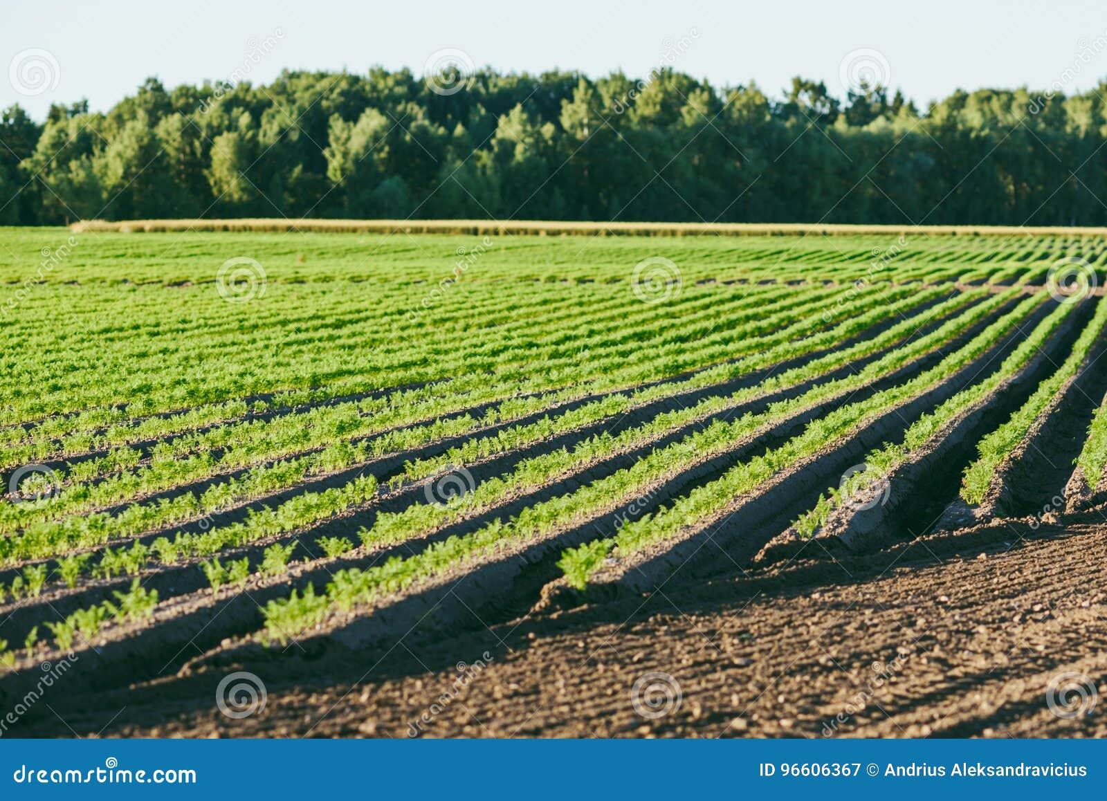 Carrot field stock image. Image of growing, countryside - 96606367