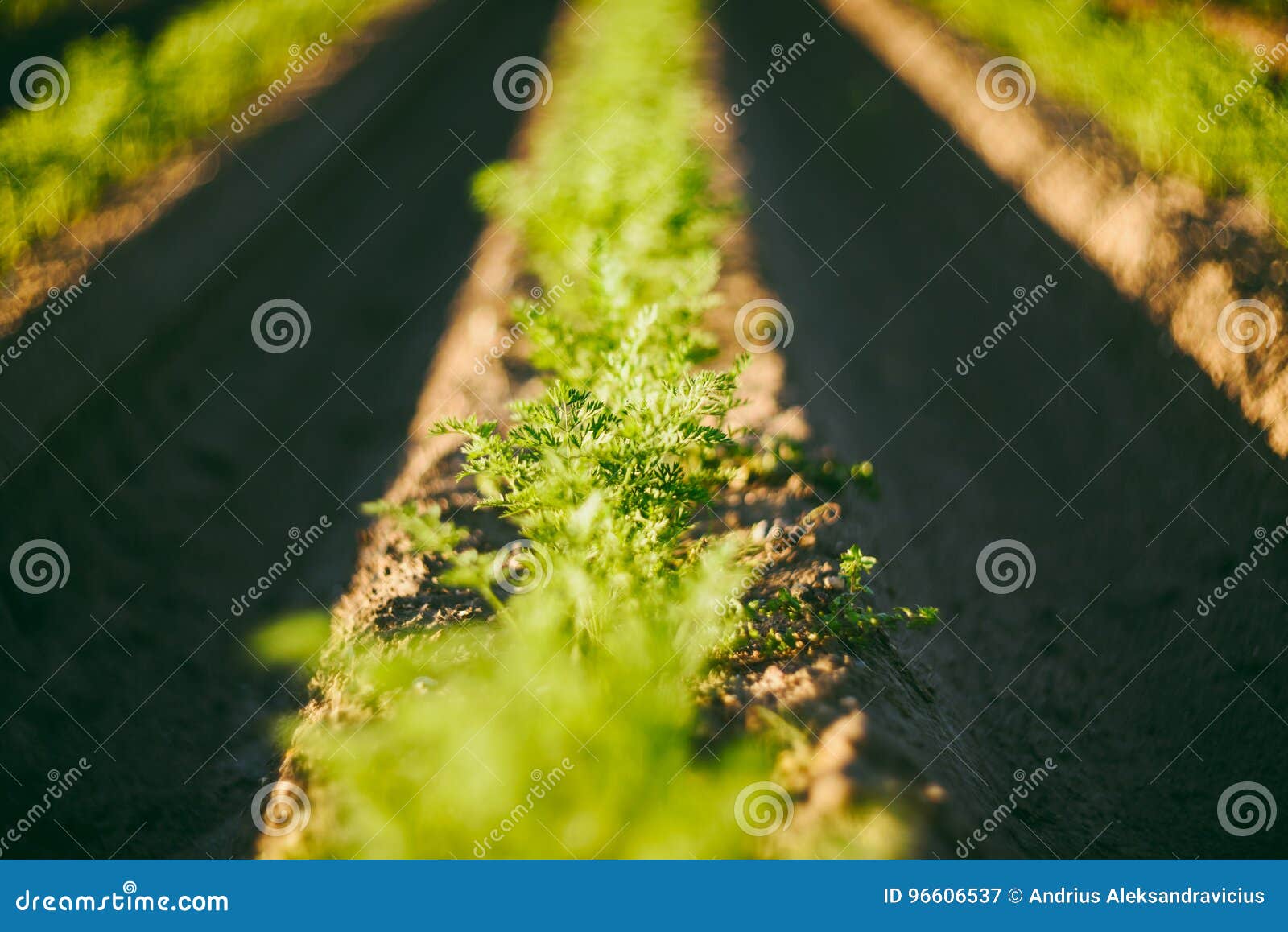 Carrot field stock image. Image of nature, countryside - 96606537