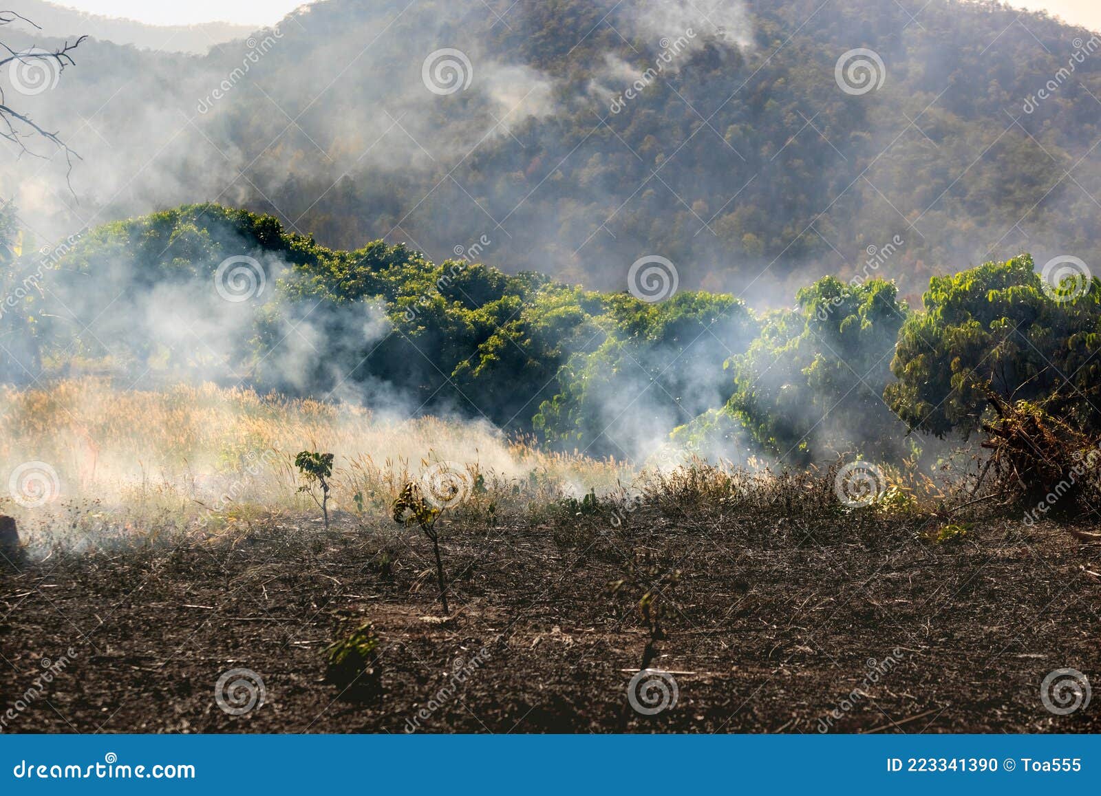 Agriculture Cause Deforestation and Forest Fire Stock Photo - Image of ...