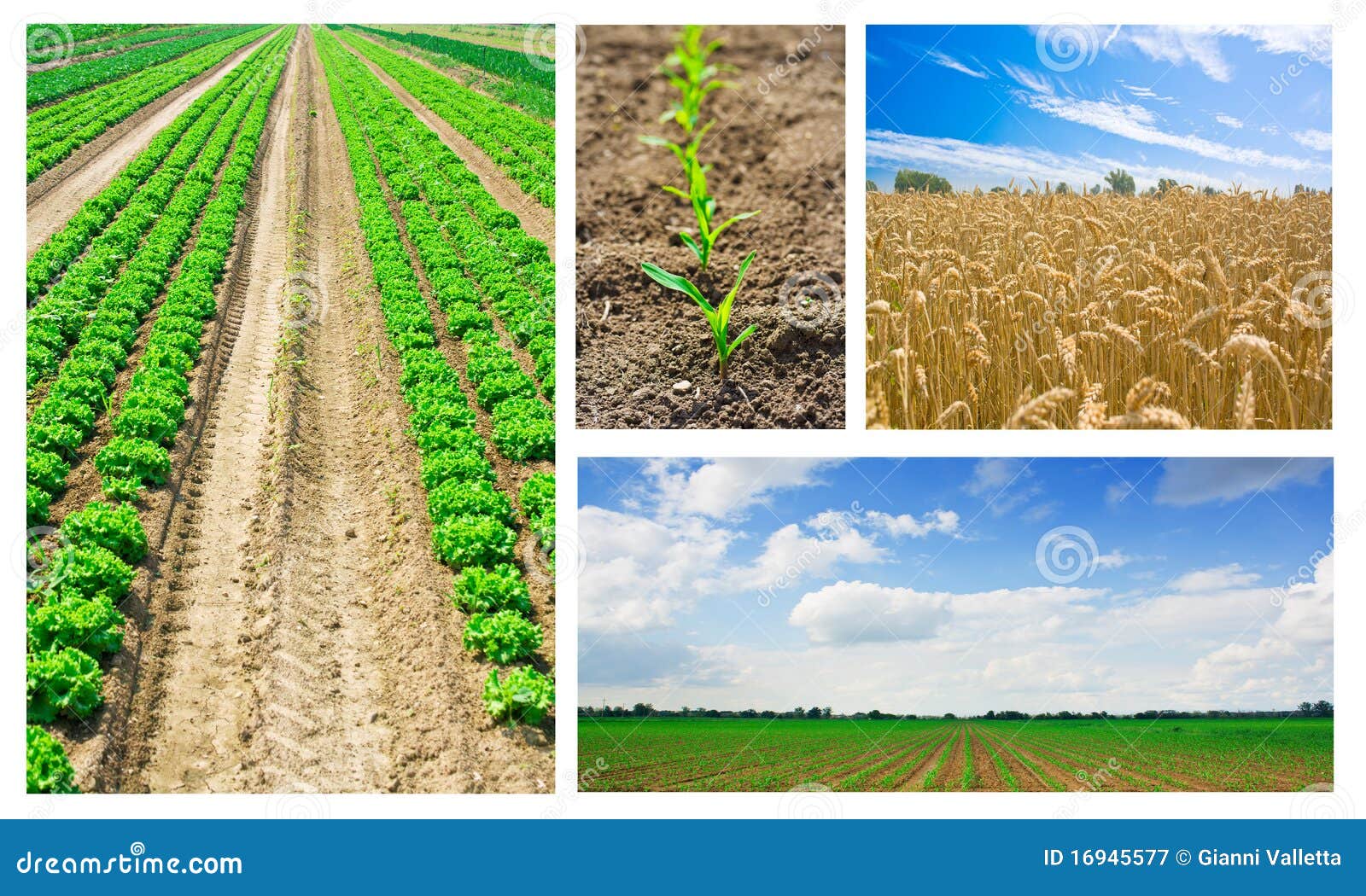 Agriculture collage stock image. Image of collection - 16945577