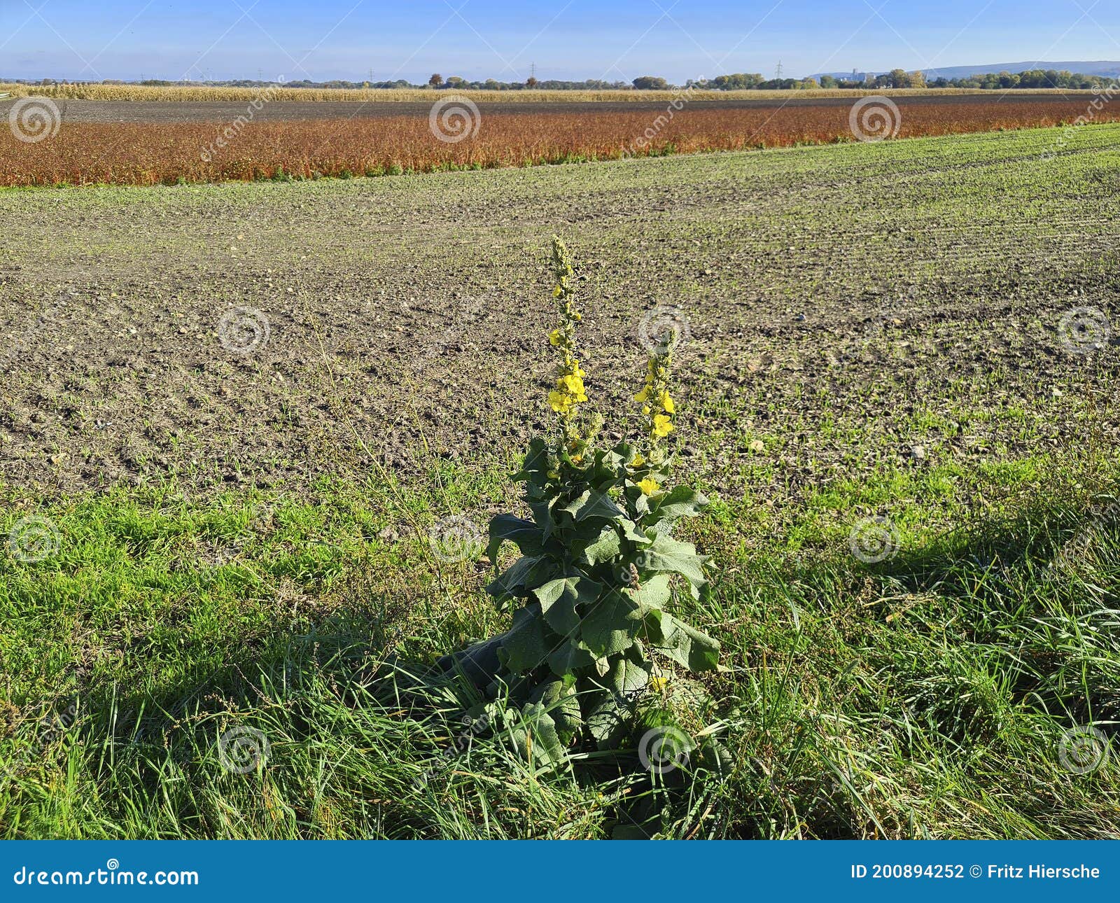 Agriculture, Common Mullein on Field Stock Photo - Image of common ...