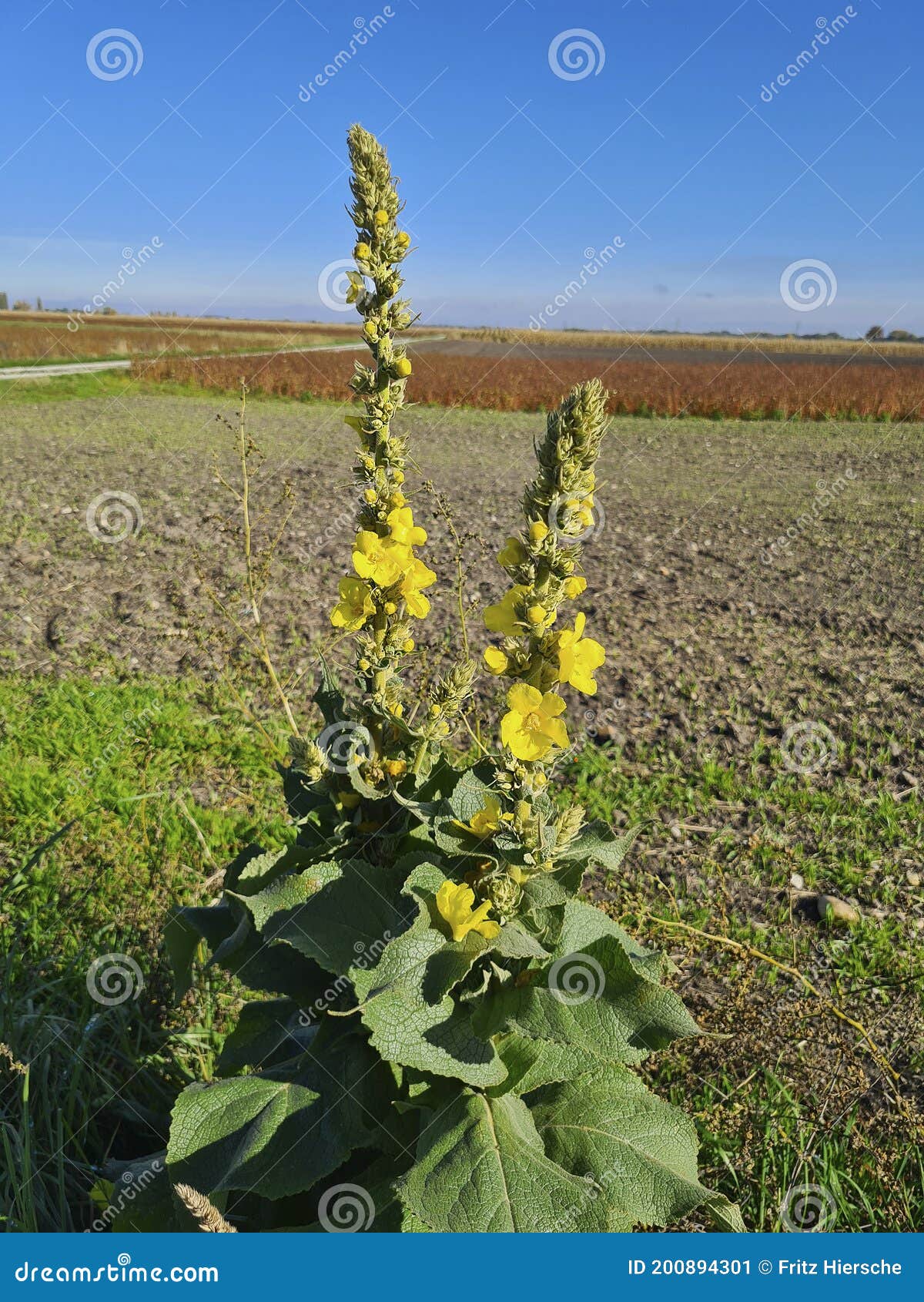Agriculture, Common Mullein on Field Stock Image - Image of landscape ...