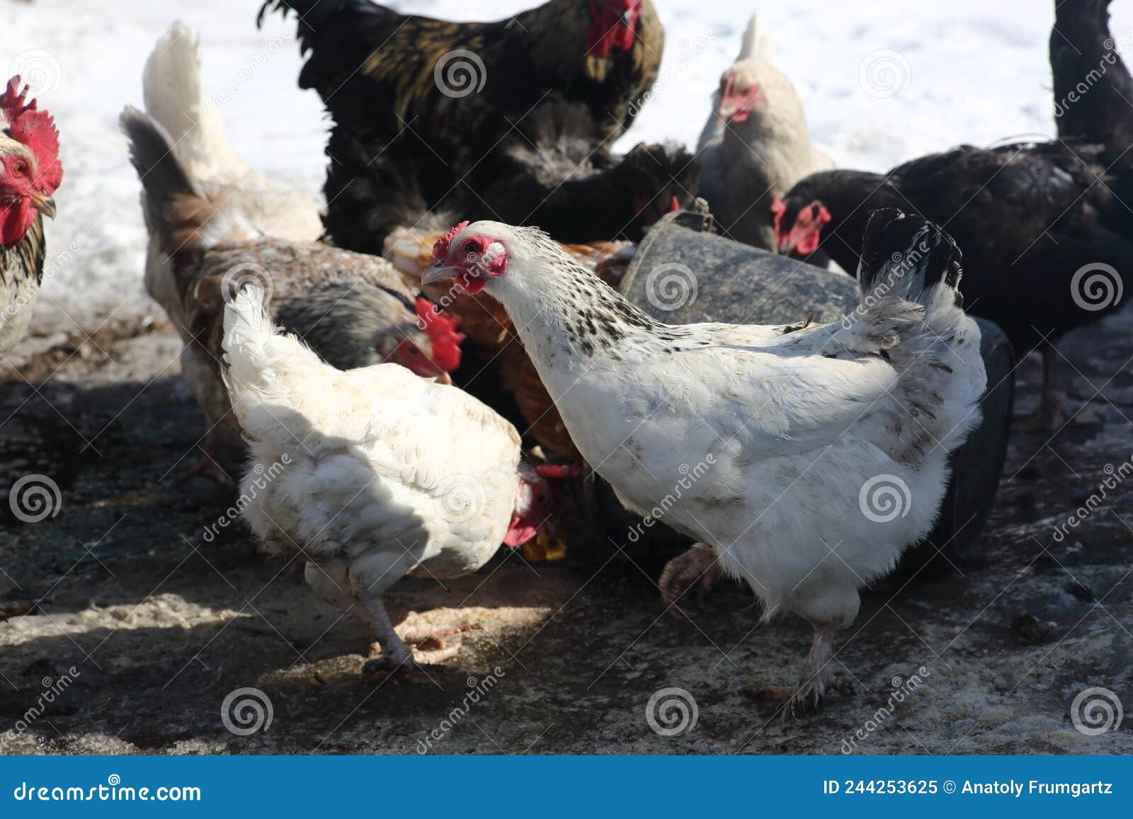 Hen Walking on Poultry Yard Stock Image - Image of chicken, bird: 244253625