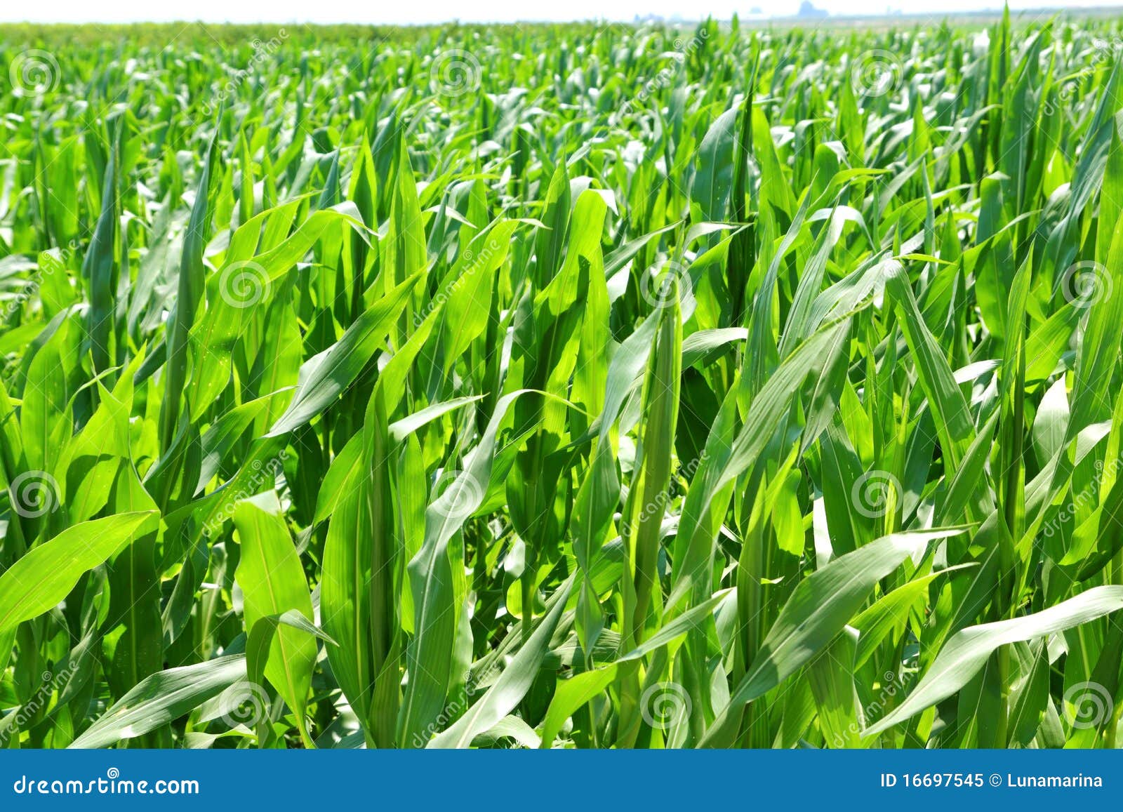 Agriculture Corn Plants Field Green Plantation Stock Image - Image of ...