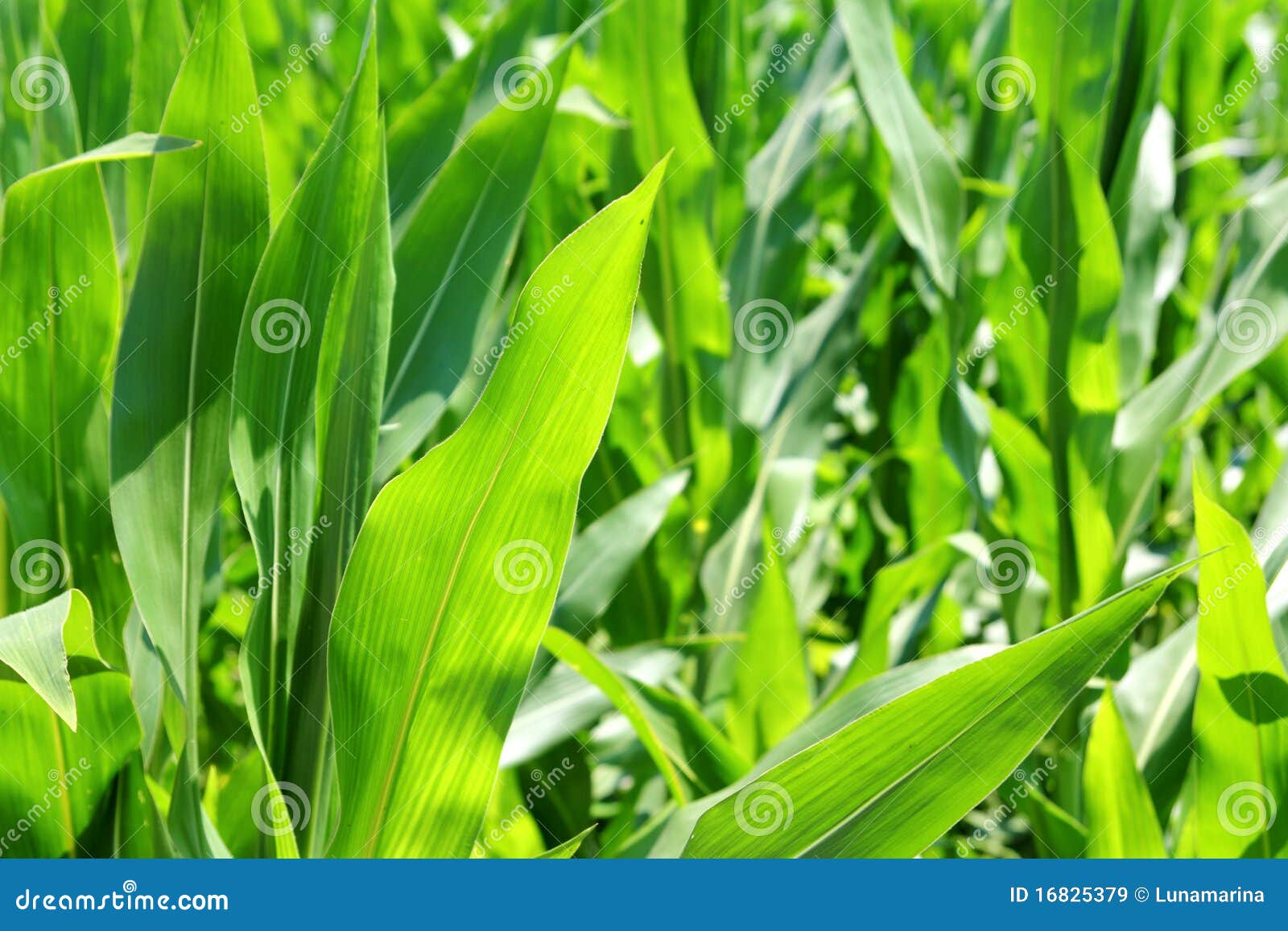 Agriculture Corn Plants Field Green Plantation Stock Image - Image of ...