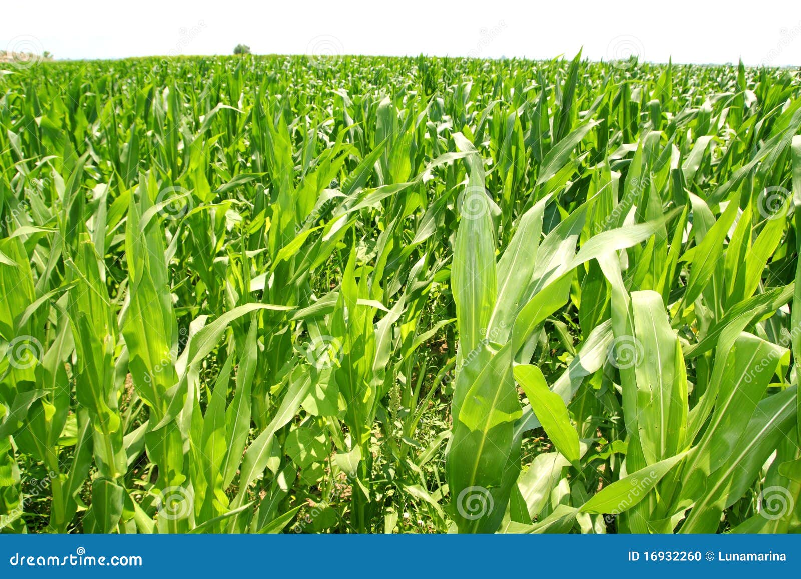 Agriculture Corn Plants Field Green Plantation Stock Photo - Image of ...