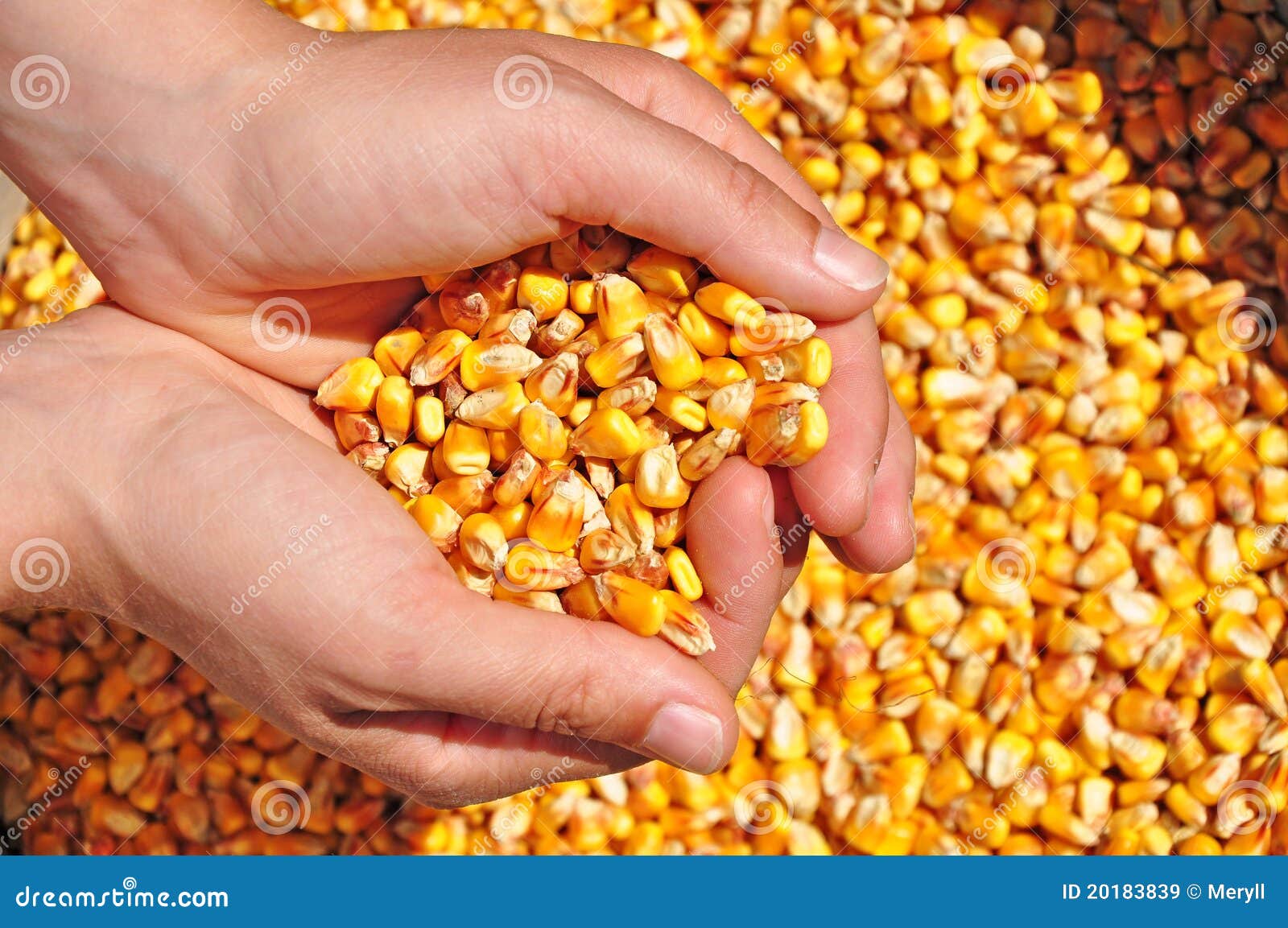 Agriculture Corn Seeds Farmer Stock Image - Image of farmer, corn: 20183839
