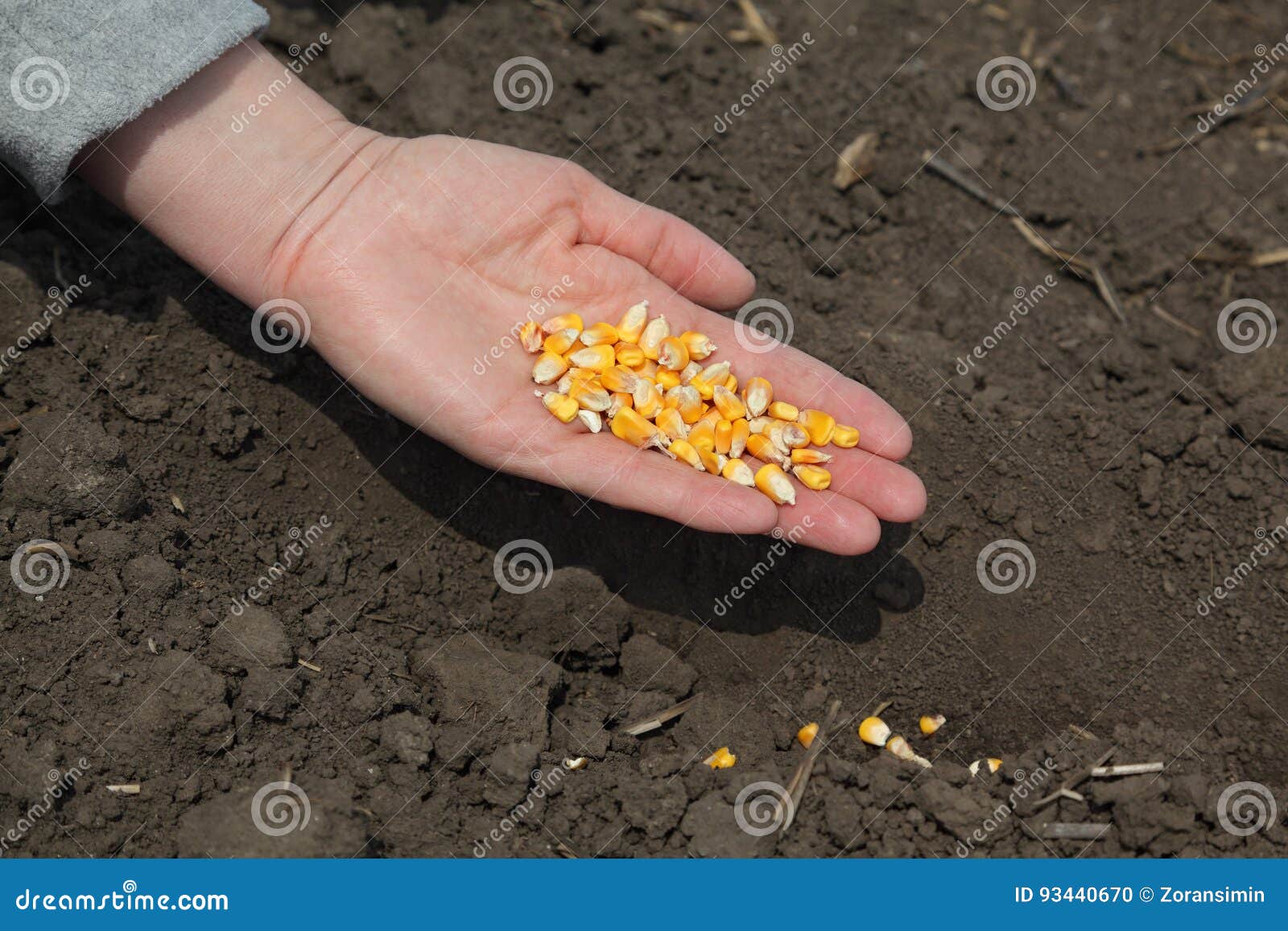 Agriculture, corn sowing stock photo. Image of hold, caucasian - 93440670