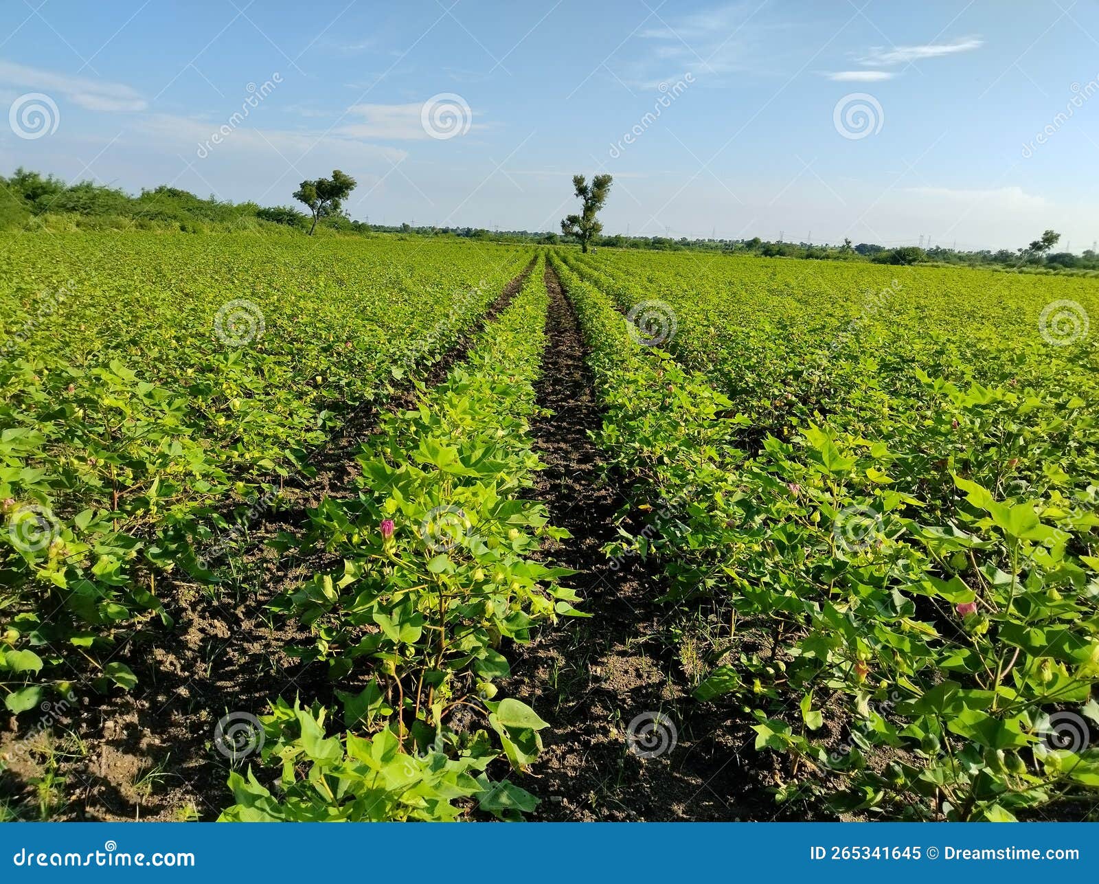 Agriculture stock image. Image of garden, soil, crop - 265341645