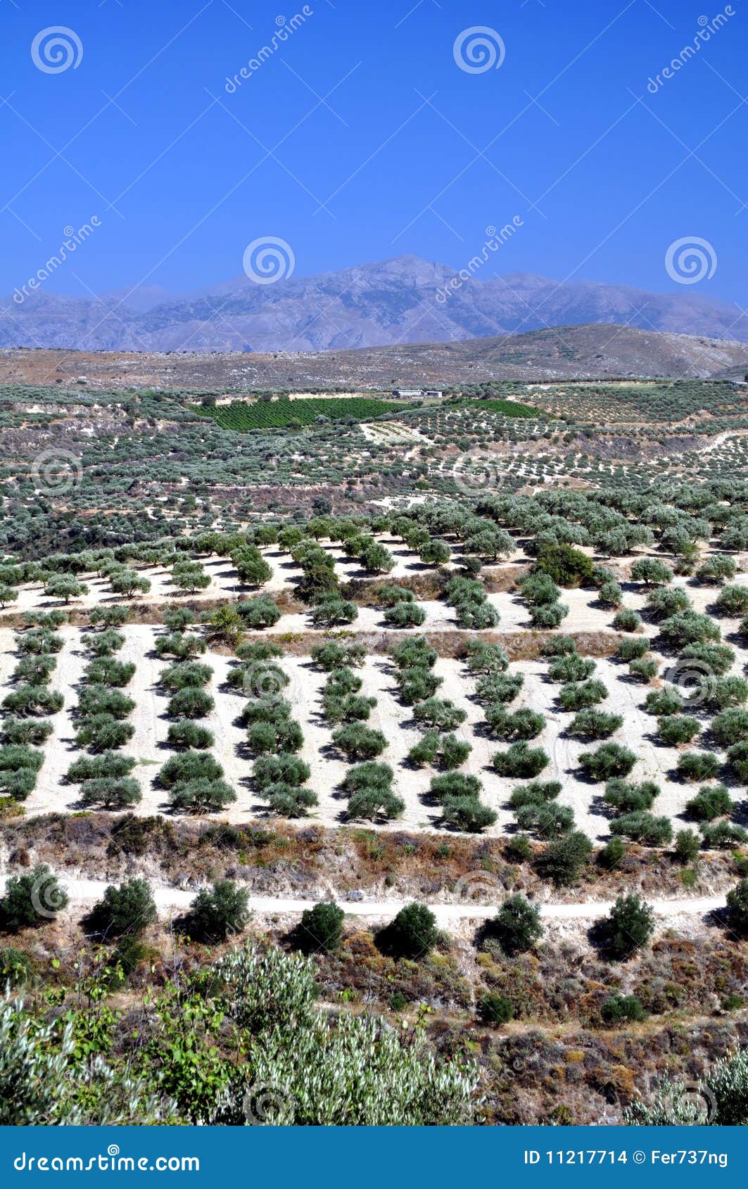 Agriculture in Crete, Greece. Stock Photo - Image of natural, scenic ...