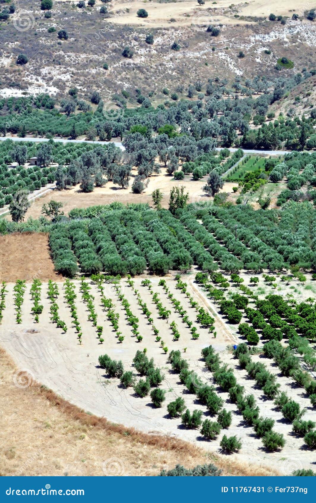 Agriculture in Crete, Greece. Stock Image - Image of green, citric ...