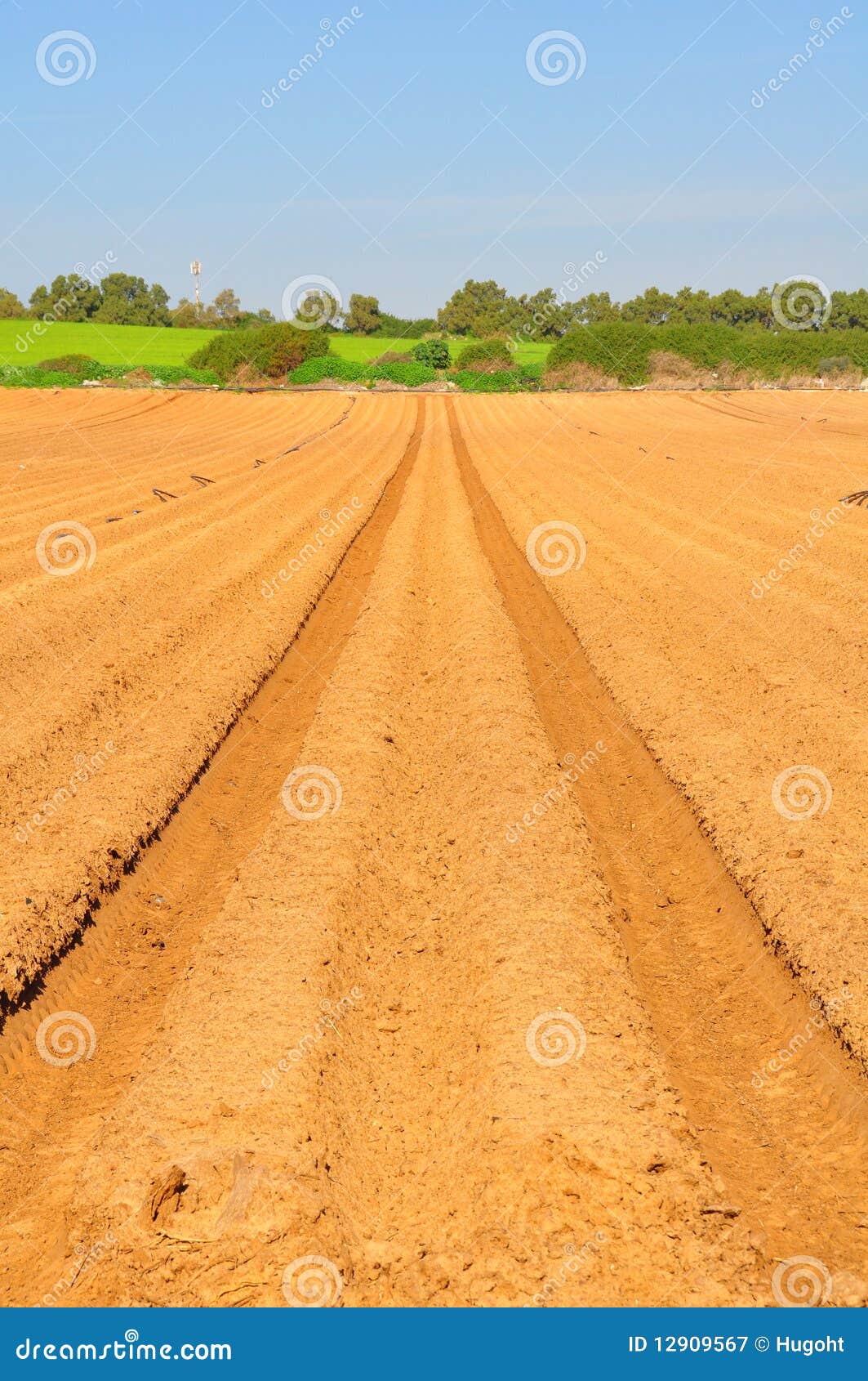 Agriculture Crop Fields stock image. Image of food, natural - 12909567