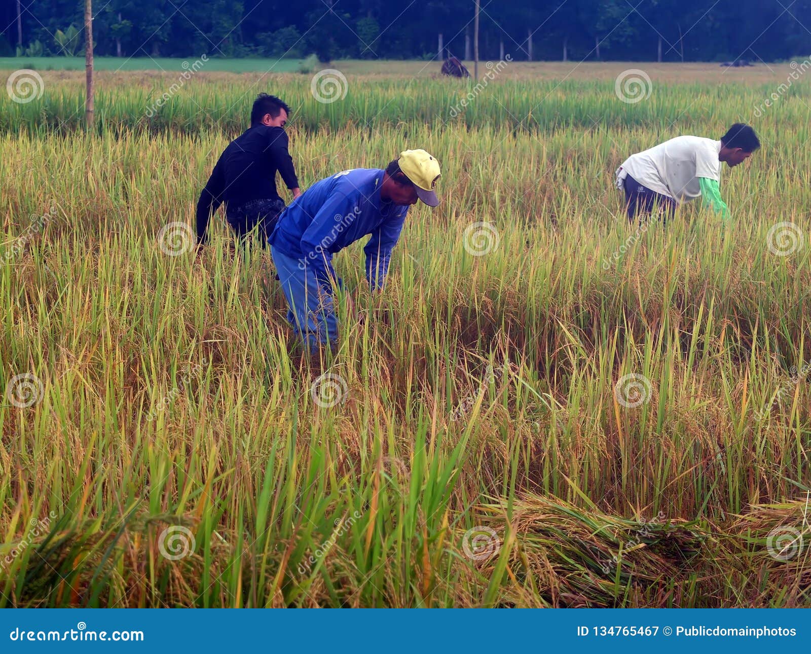 Agriculture, Crop, Paddy Field, Field Picture. Image: 134765467