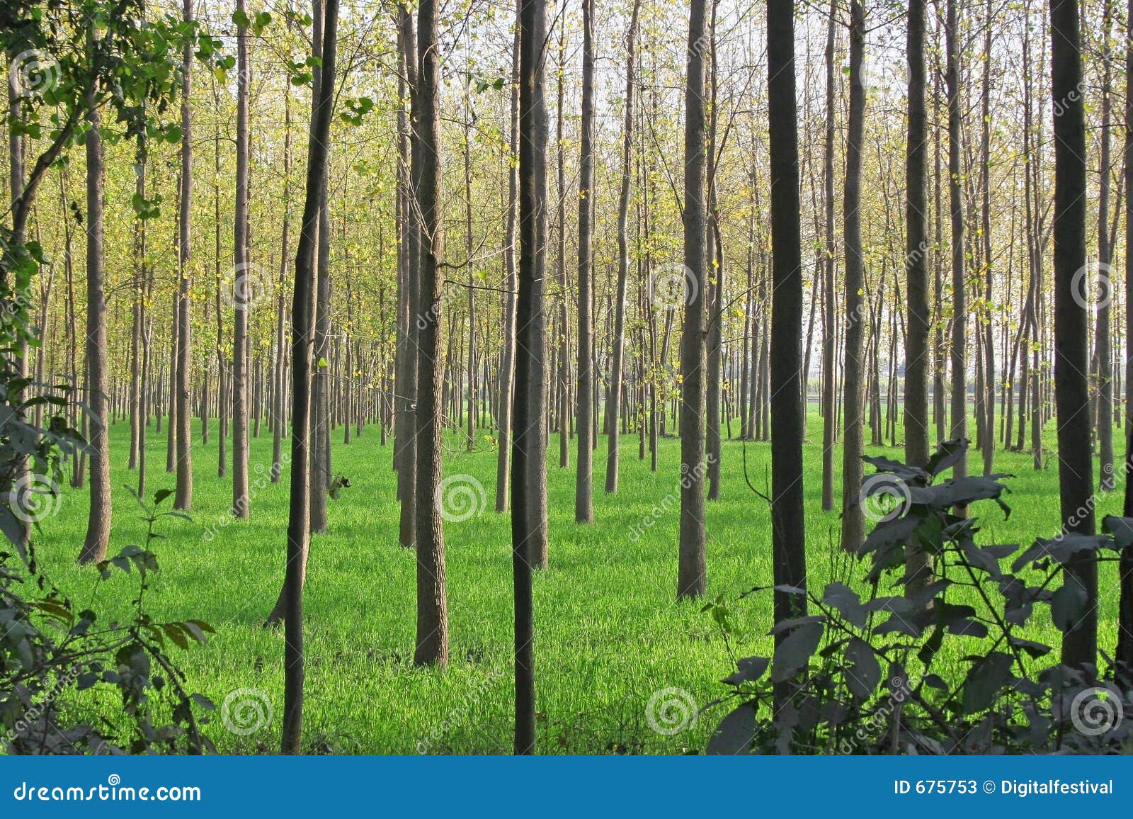 Agriculture,cultivation and Poplar Tree Farming Stock Image - Image of ...