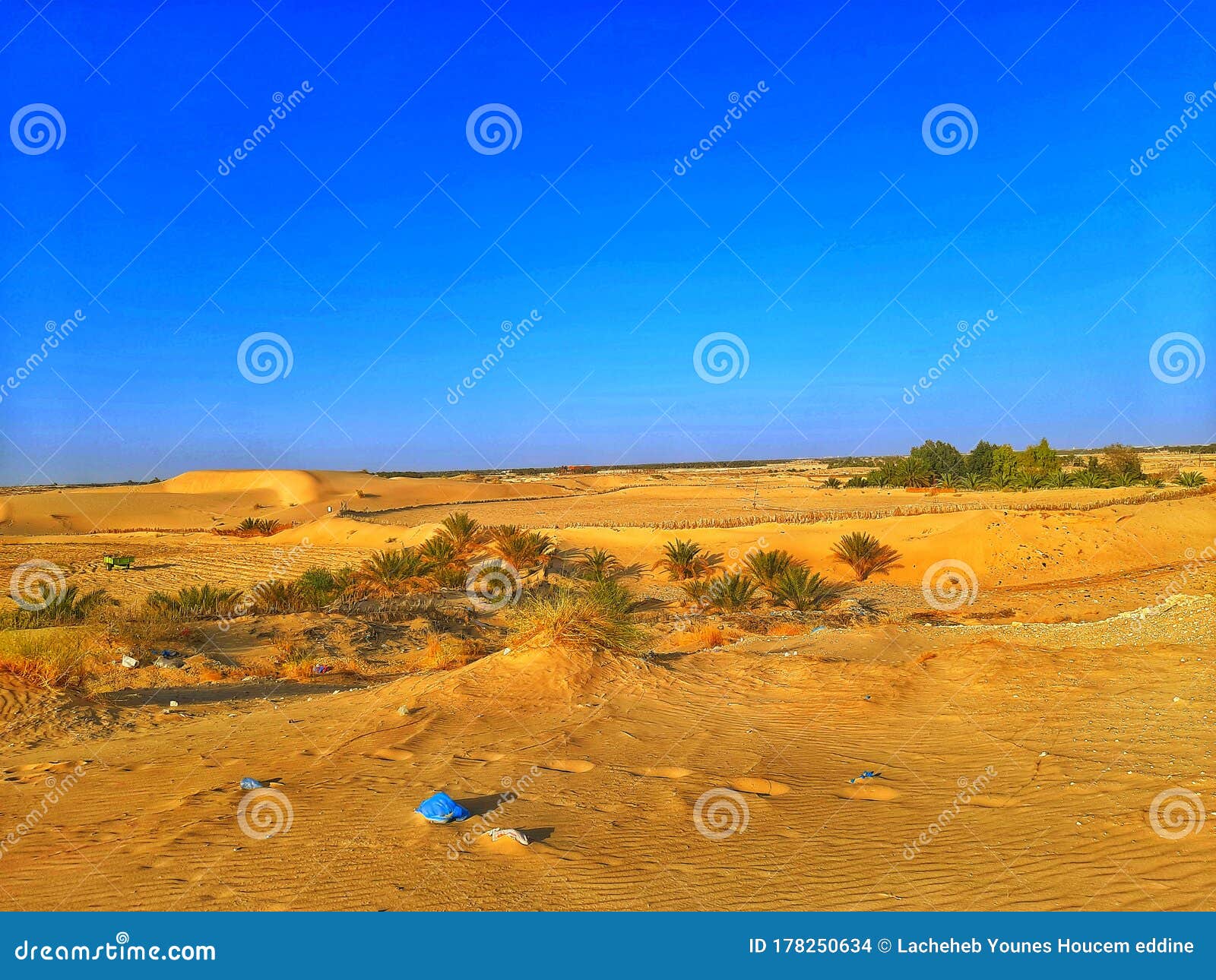 Agriculture in Desert of Algeria Stock Photo - Image of travel, tourism ...