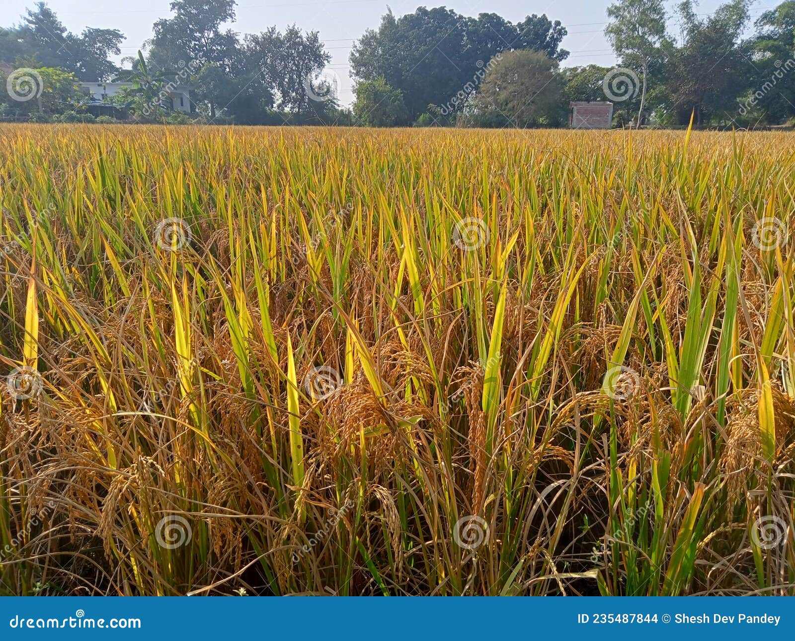 Agriculture of the Dhan stock photo. Image of agriculture - 235487844