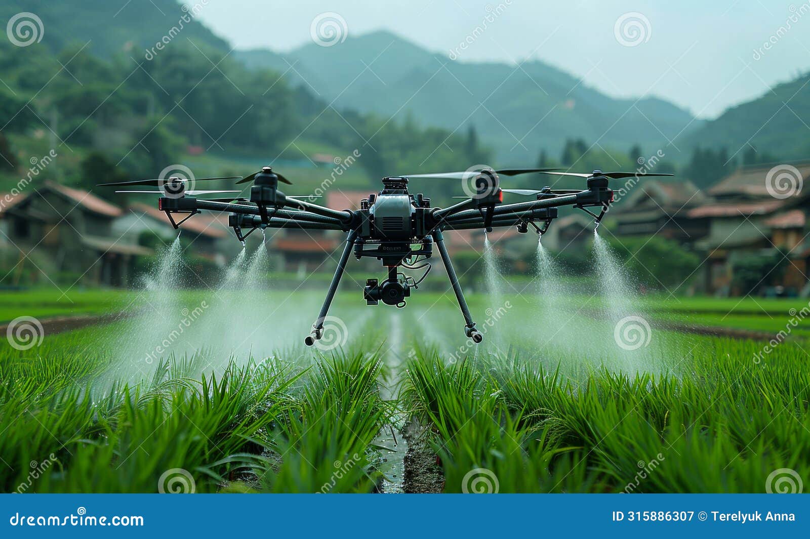 Agriculture Drone Fly To Sprayed Fertilizer on the Rice Fields. a Drone ...